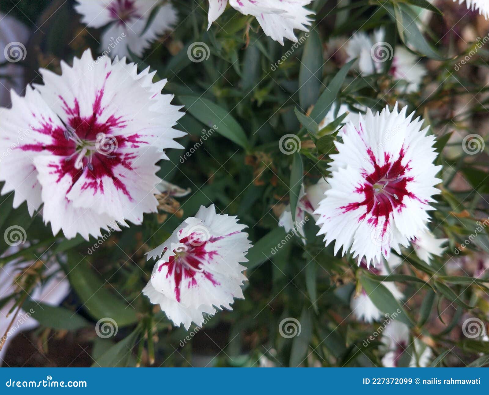 Flower bunga dahlia stock image. Image of blossom, plant - 227372099