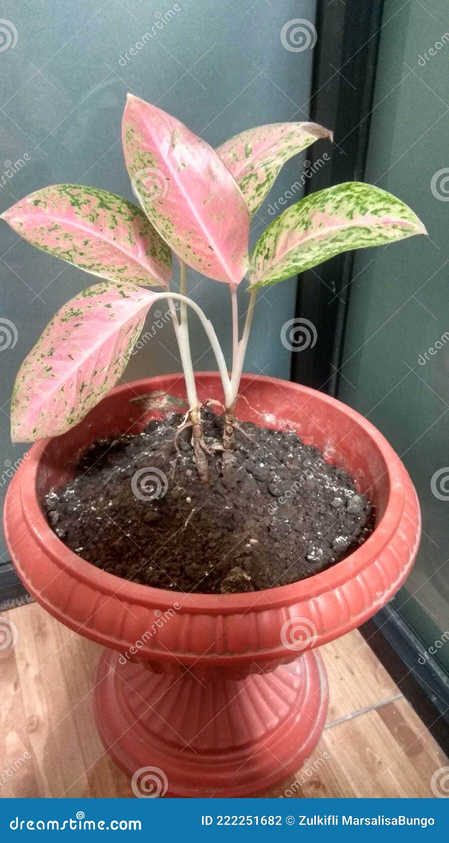 Flower Bunga Hijau White Green Stock Photo - Image of shrub, bunga ...