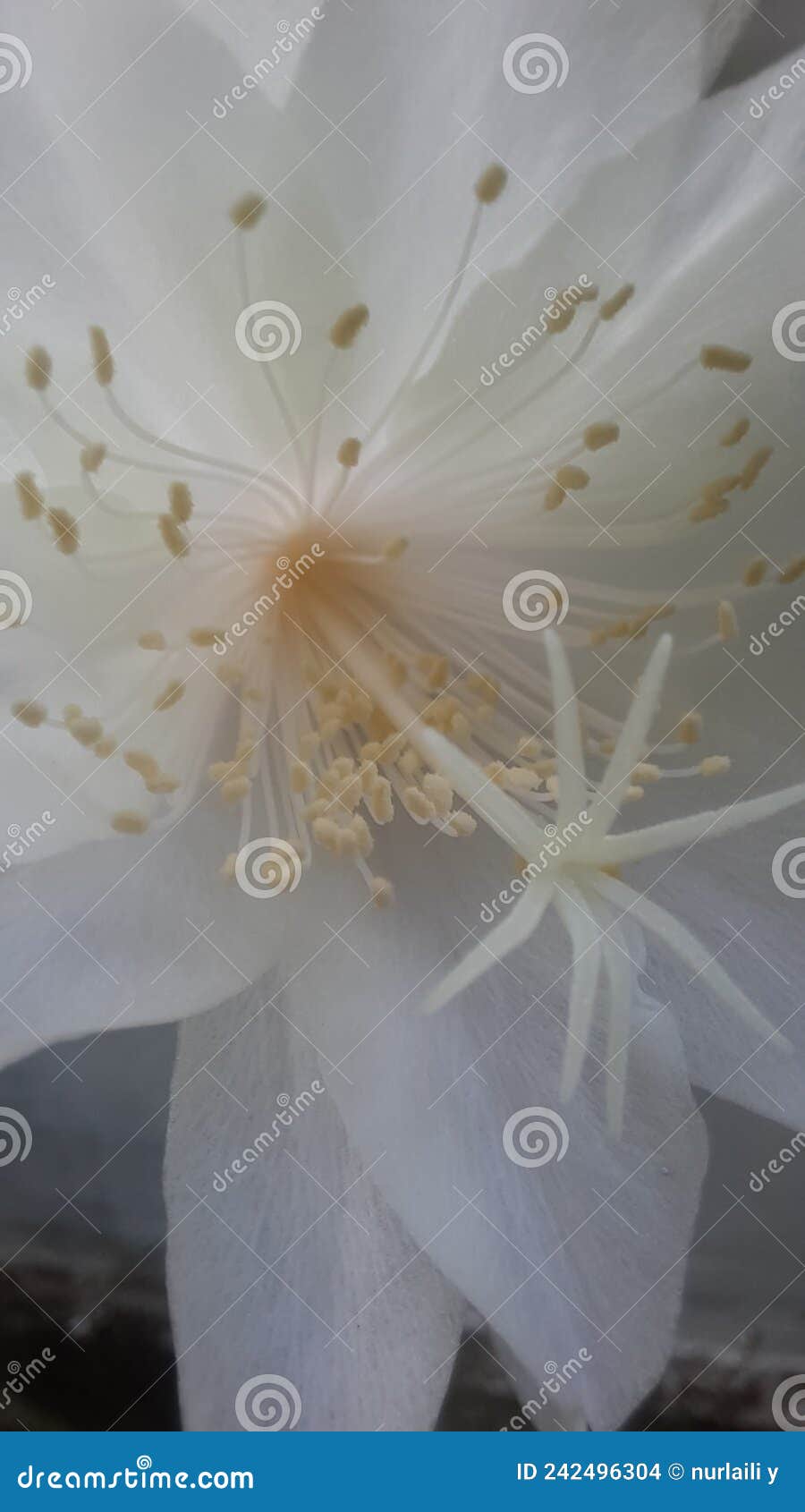 Flower, Bunga Sedap Malam stock photo. Image of plant - 242496304
