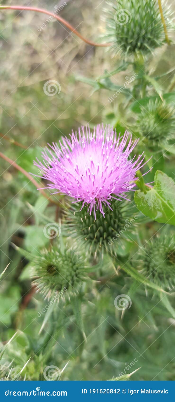 Flower of the bur stock photo. Image of plant, herbs - 191620842