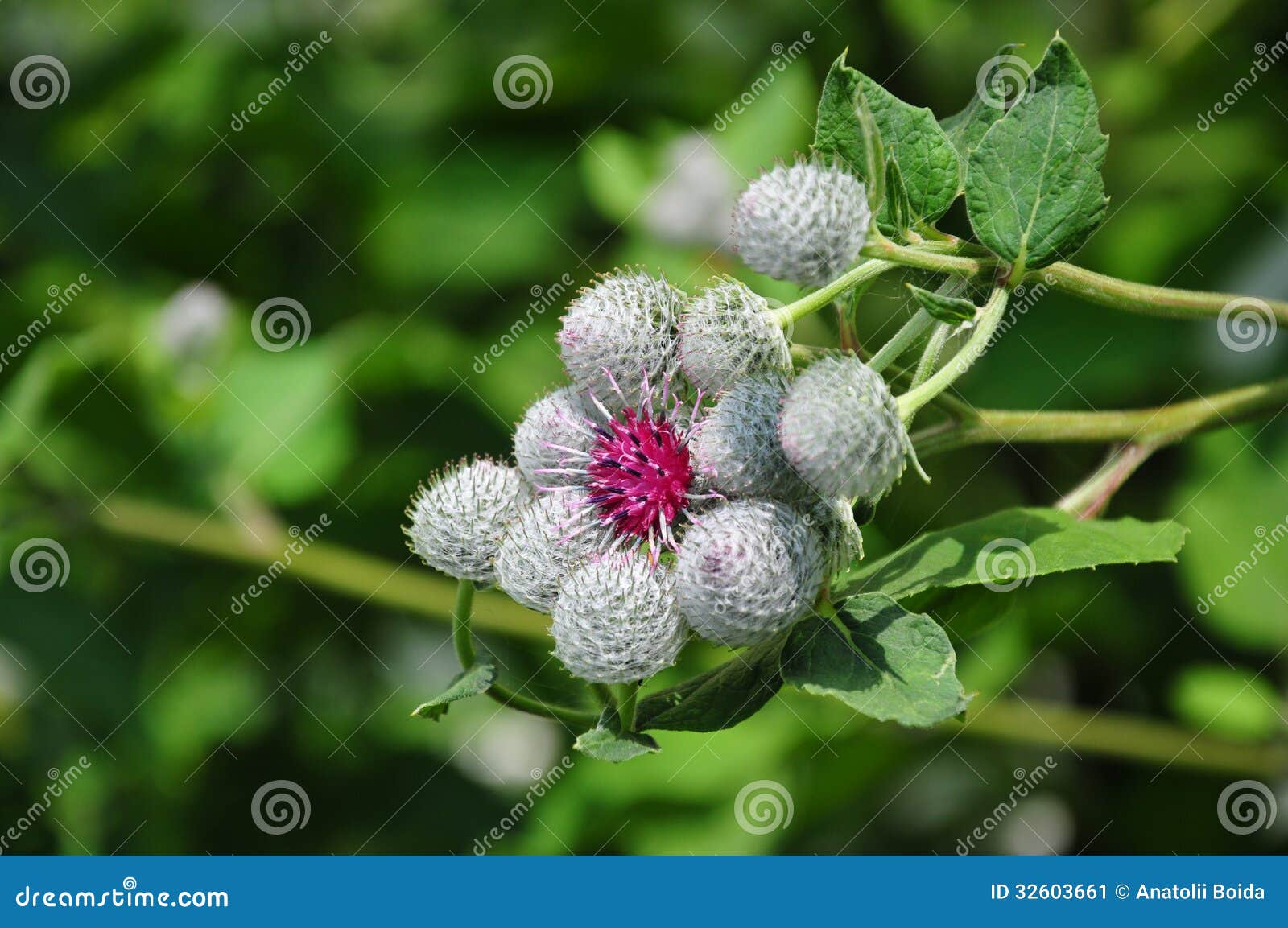 Flower of burdock stock image. Image of seed, purple - 32603661