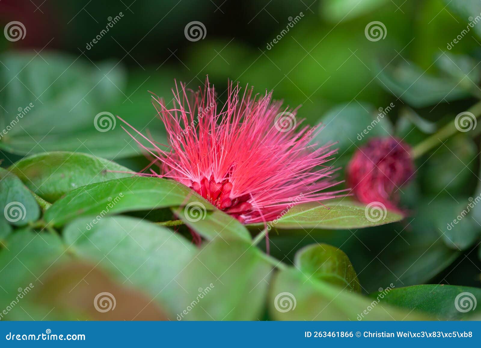 Flower of the Bush Calliandra Tergemina Stock Photo - Image of botany ...