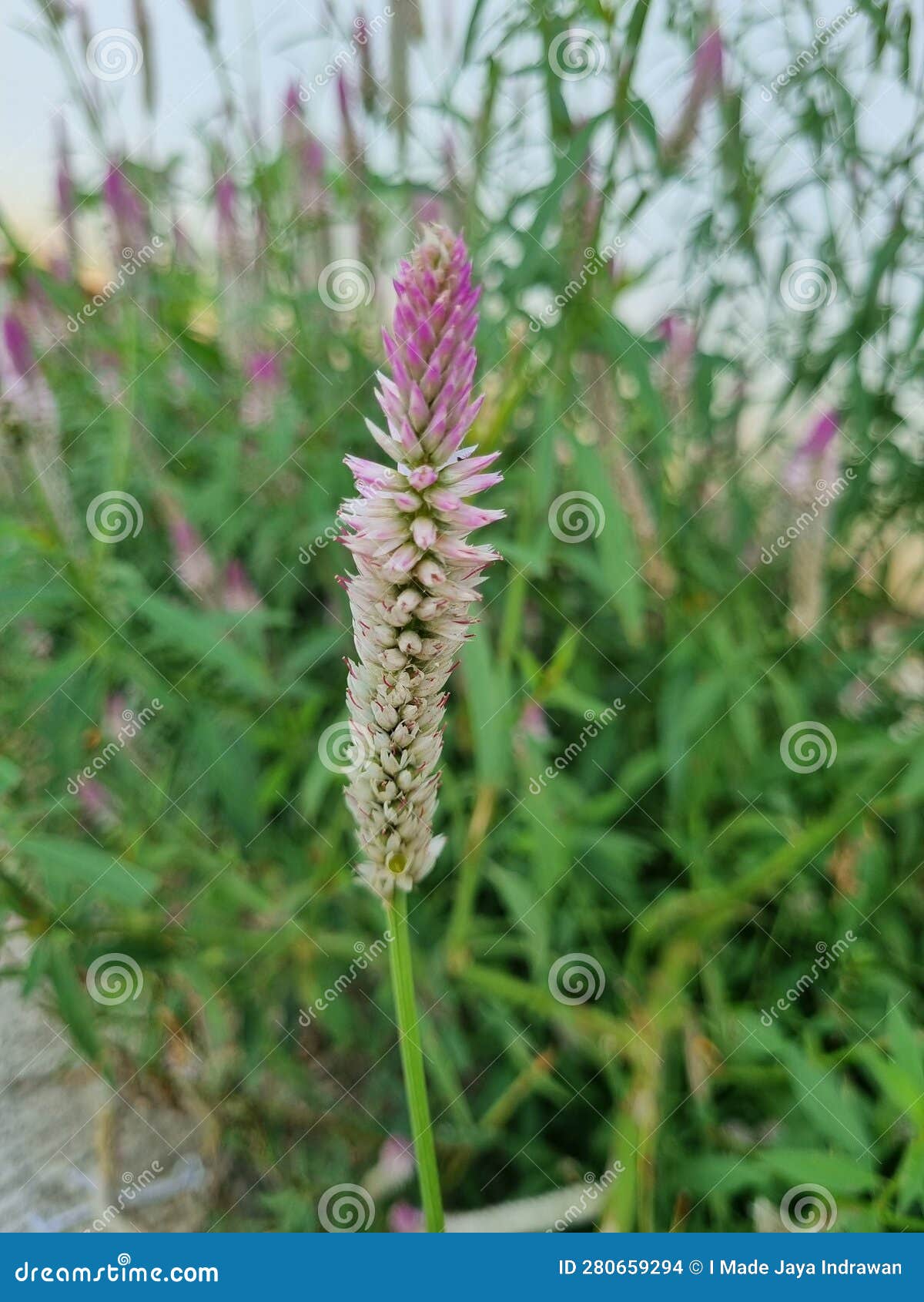 Flower Bush Grass Tree Herbage Herb Stock Photo - Image of grass ...
