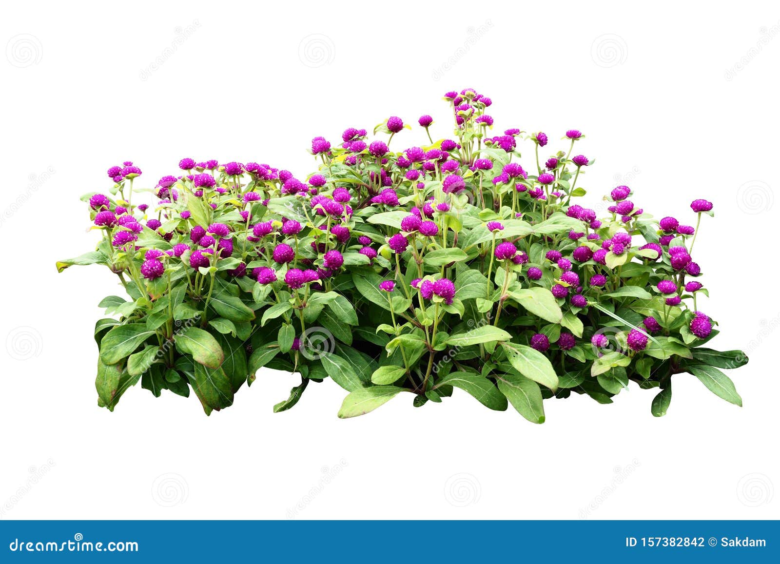 319,588 Flower Bush Background Stock Photos - Free & Royalty-Free Stock ...