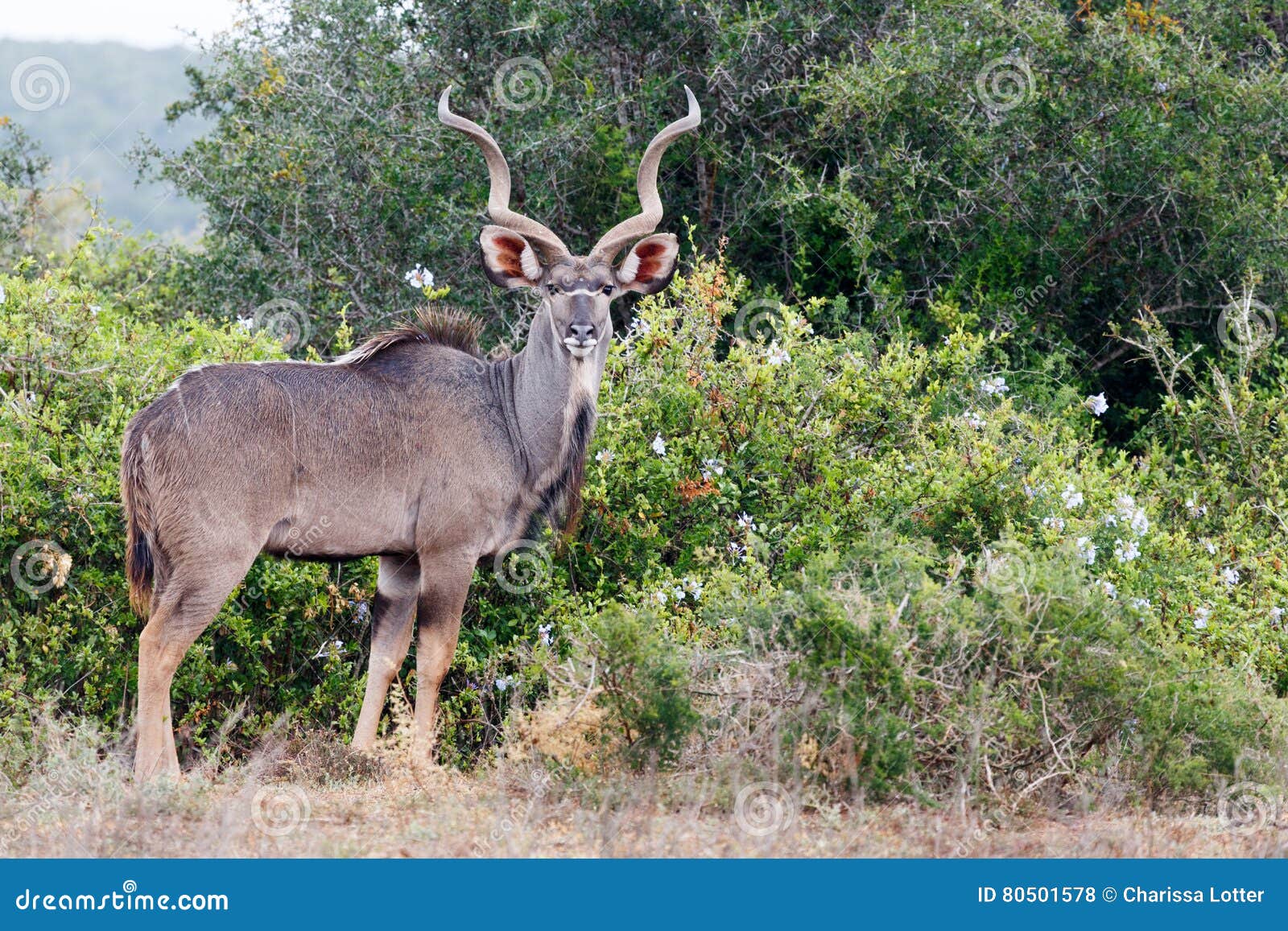 Between the Flower Bushes There is a Greater Kudu Standing Stock Photo ...