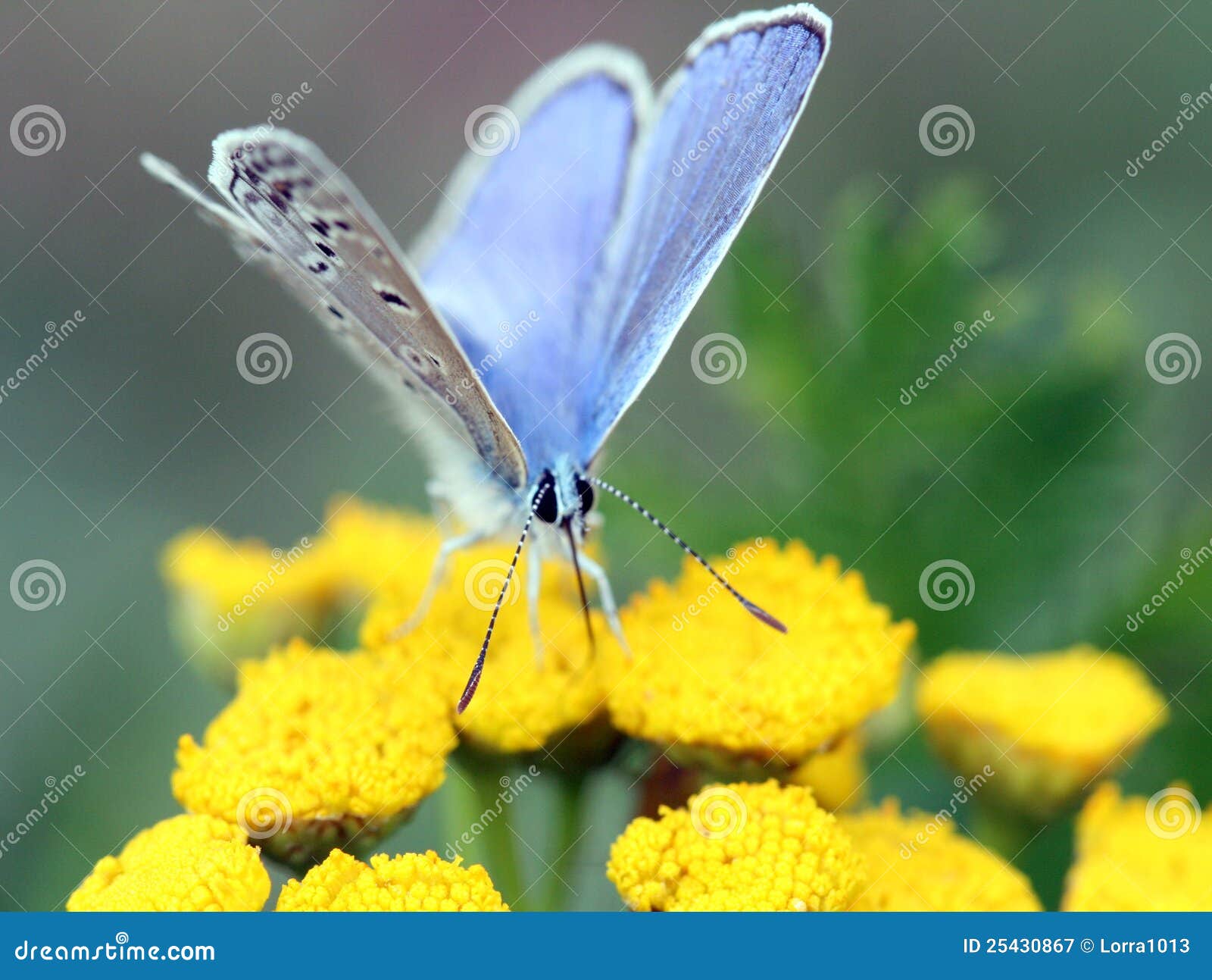 Flower butterfly insect stock image. Image of grass, flower - 25430867