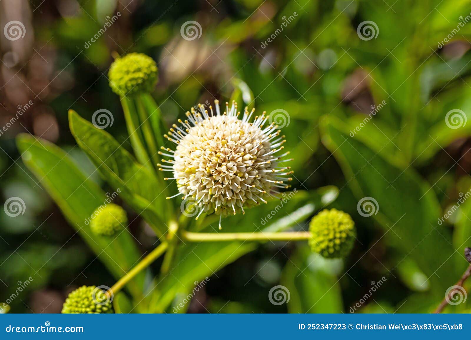 Flower of a Buttonbush, Cephalanthus Occidentalis Stock Image - Image ...