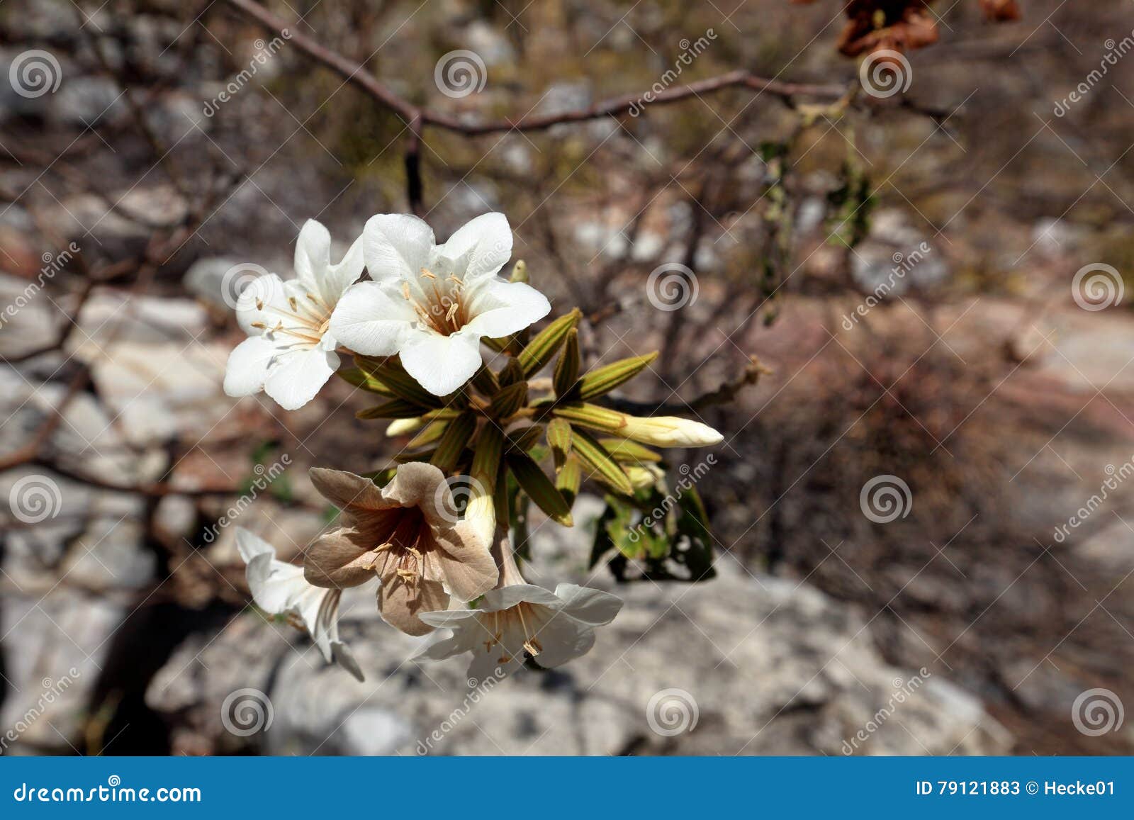 Flower in the Caatinga of Brazil Stock Image - Image of south, brazil ...
