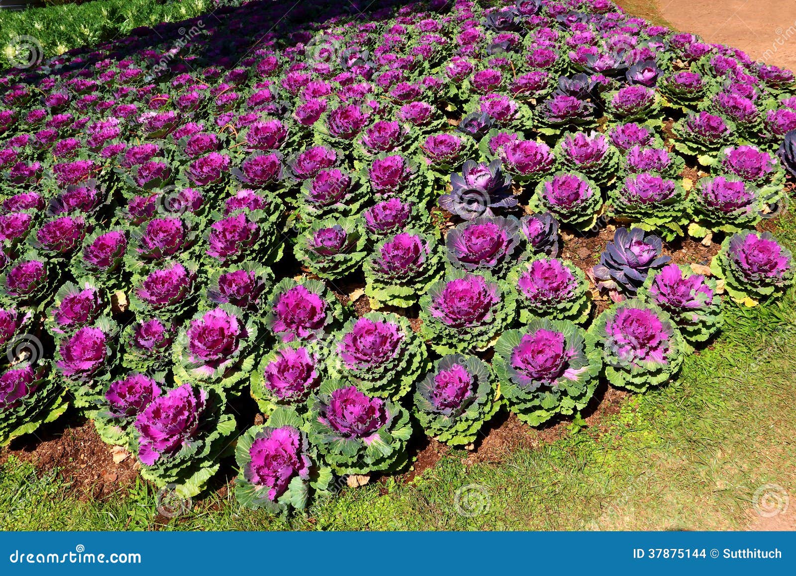 Flower Cabbage stock photo. Image of textured, leaf, bright - 37875144