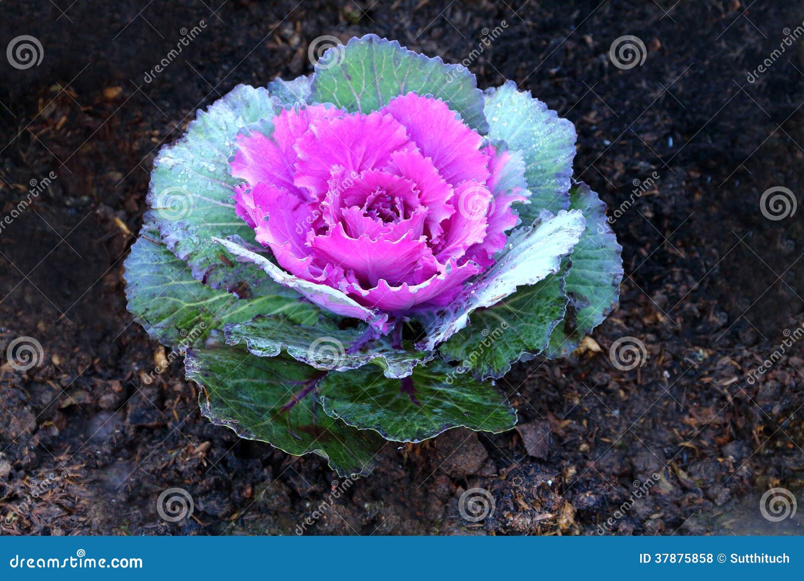 Flower Cabbage stock photo. Image of bright, vegetable - 37875858