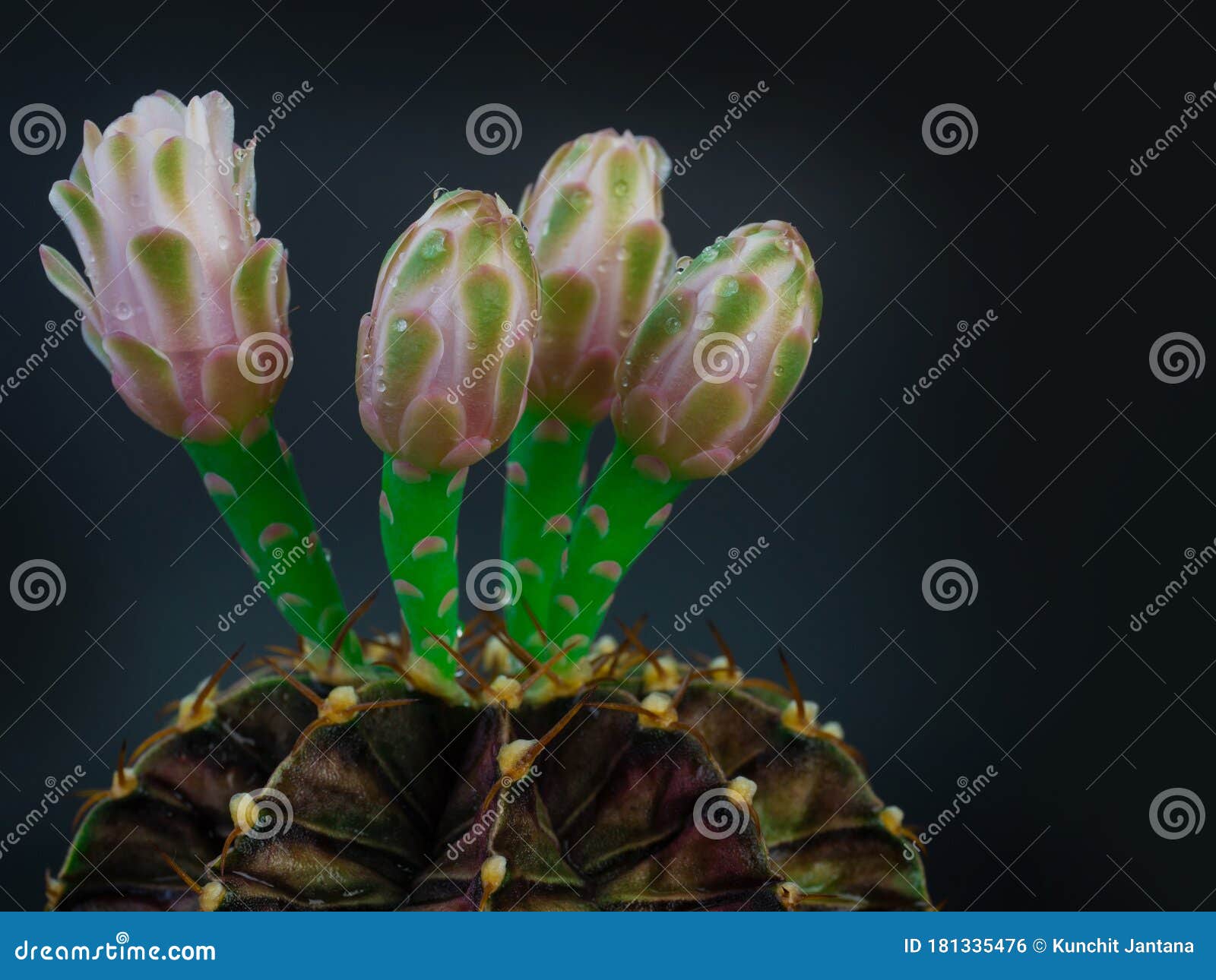 Flower of Cactus for Background Stock Photo - Image of green, plant ...