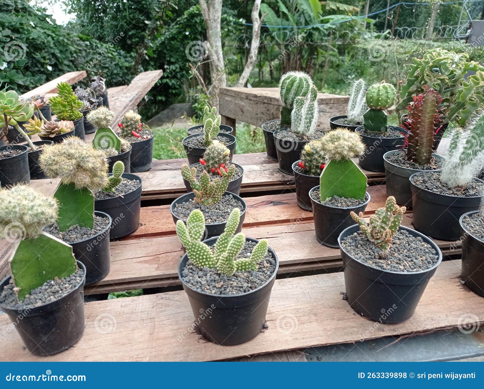 Flower Cactus Garden Green Plan Stock Photo - Image of green, garden ...