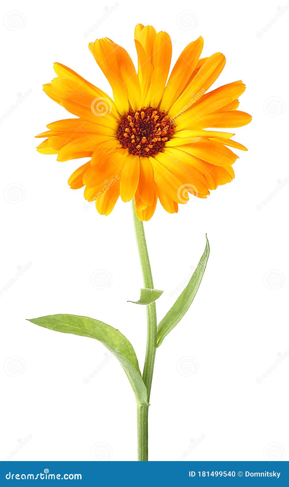 Flower of Calendula Isolated on White Background. Flower on Stem with ...