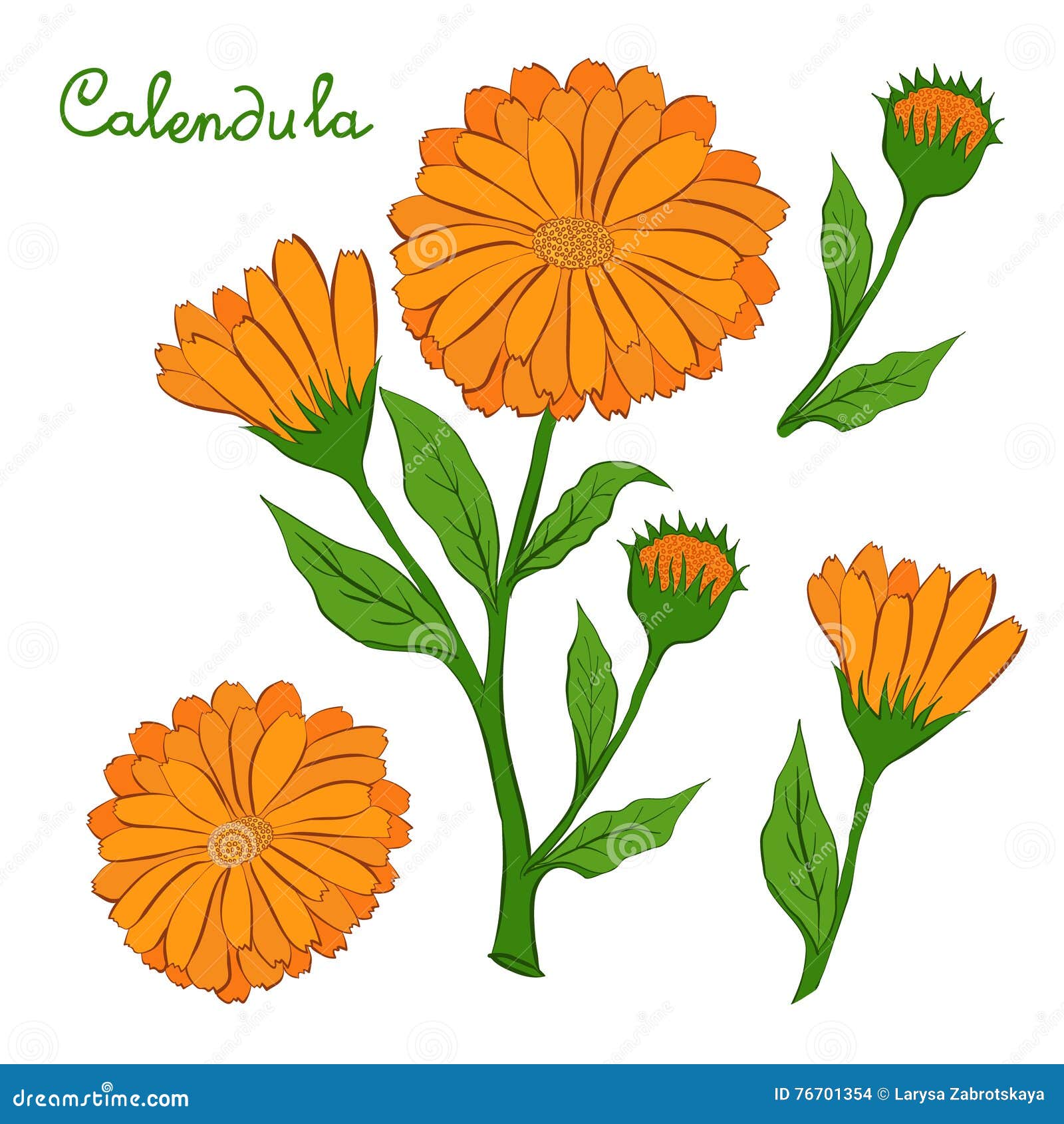 The flower of calendula stock vector. Illustration of bright - 76701354