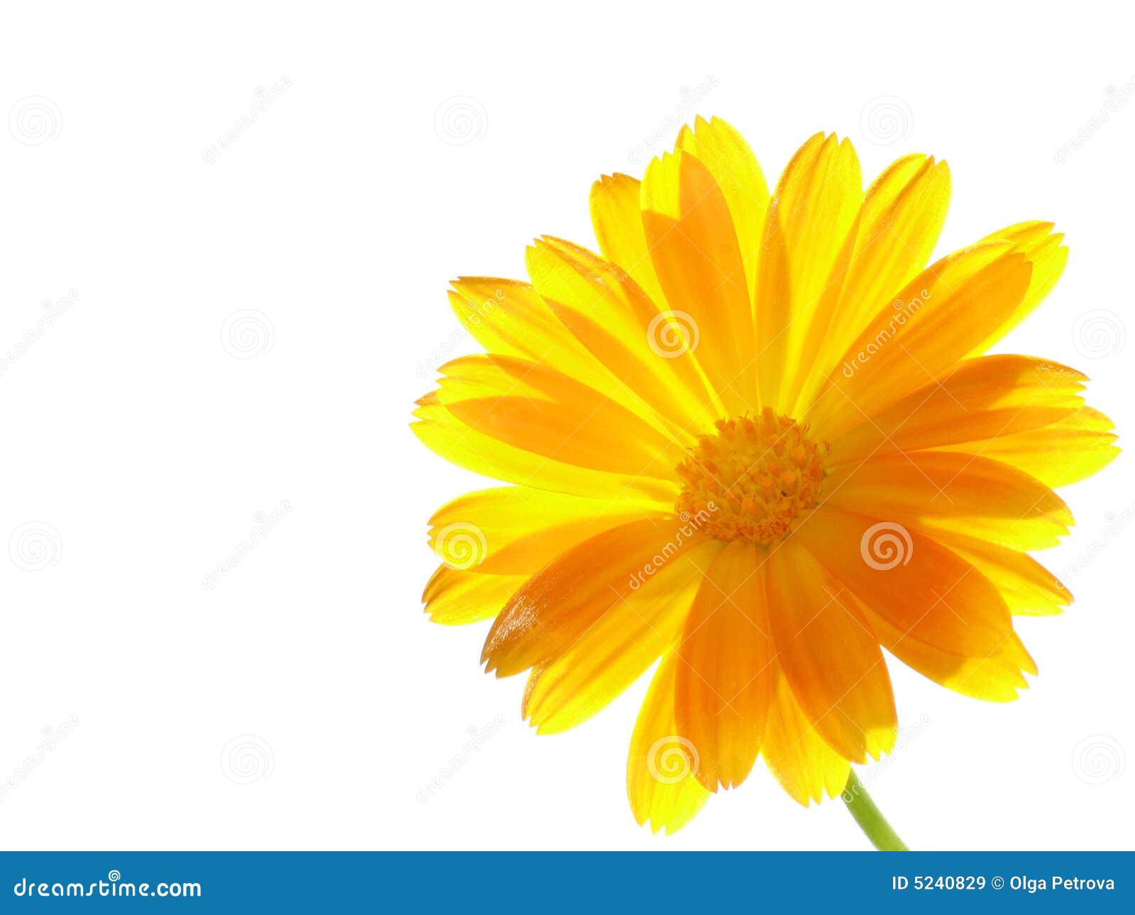 White Calendula Flower