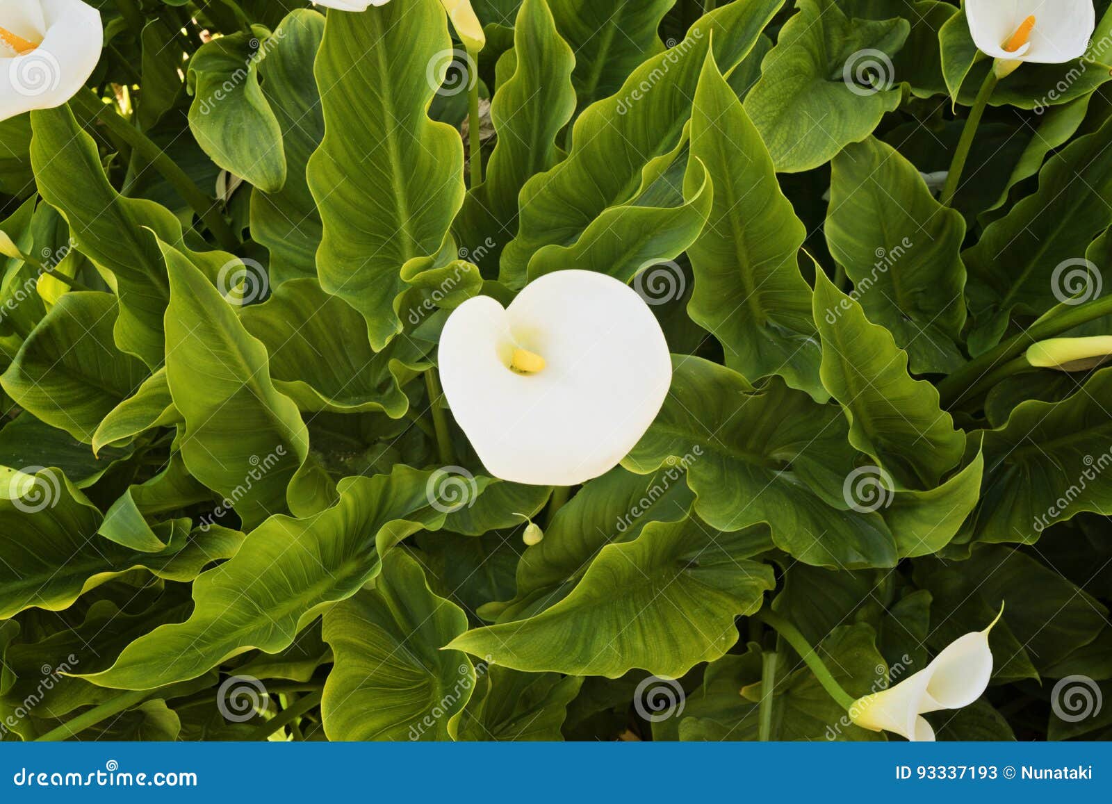 Flower Calla in the Garden among the Leaves Stock Image - Image of ...