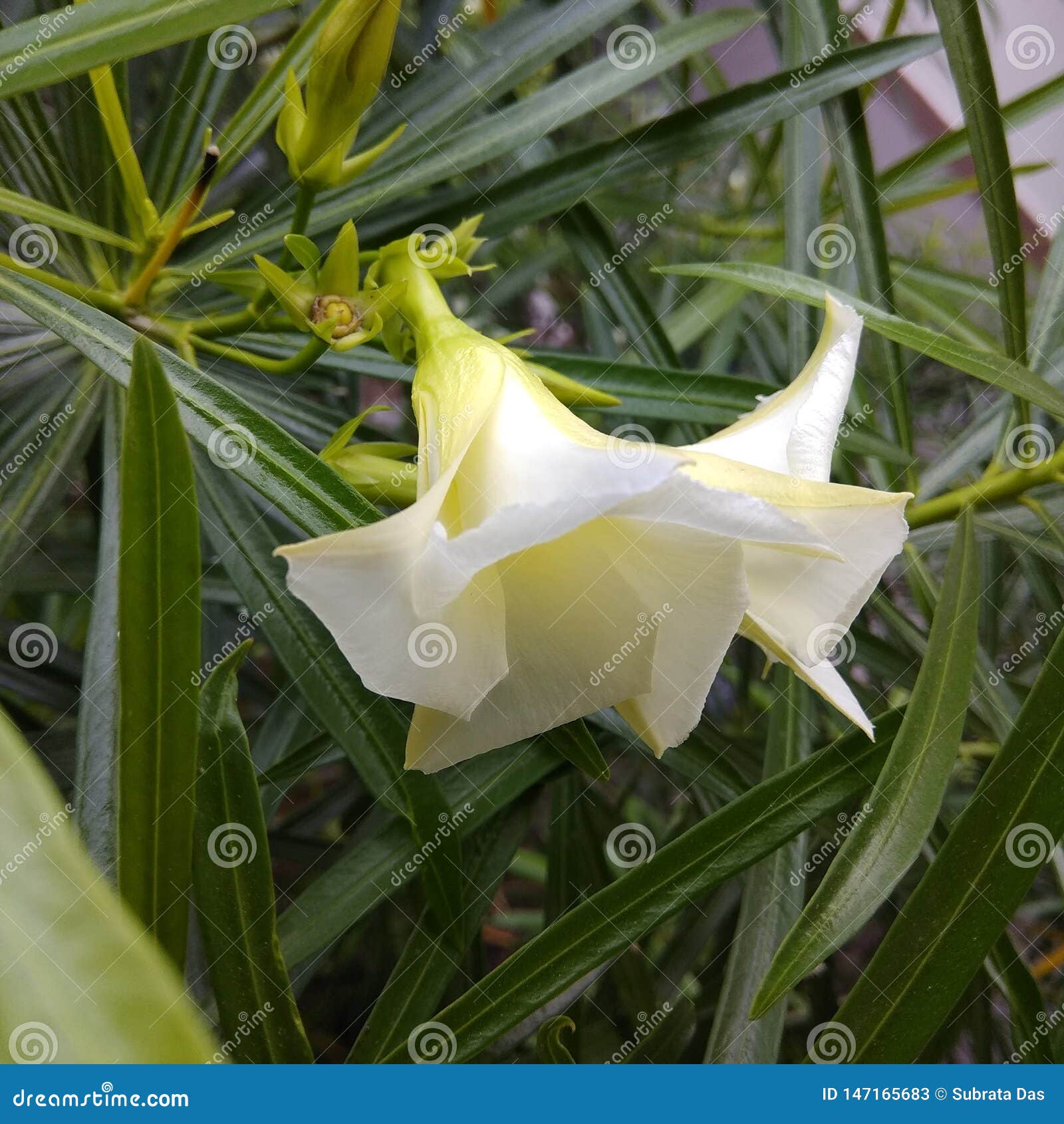 Kalke Stock Photos - Free & Royalty-Free Stock Photos from Dreamstime