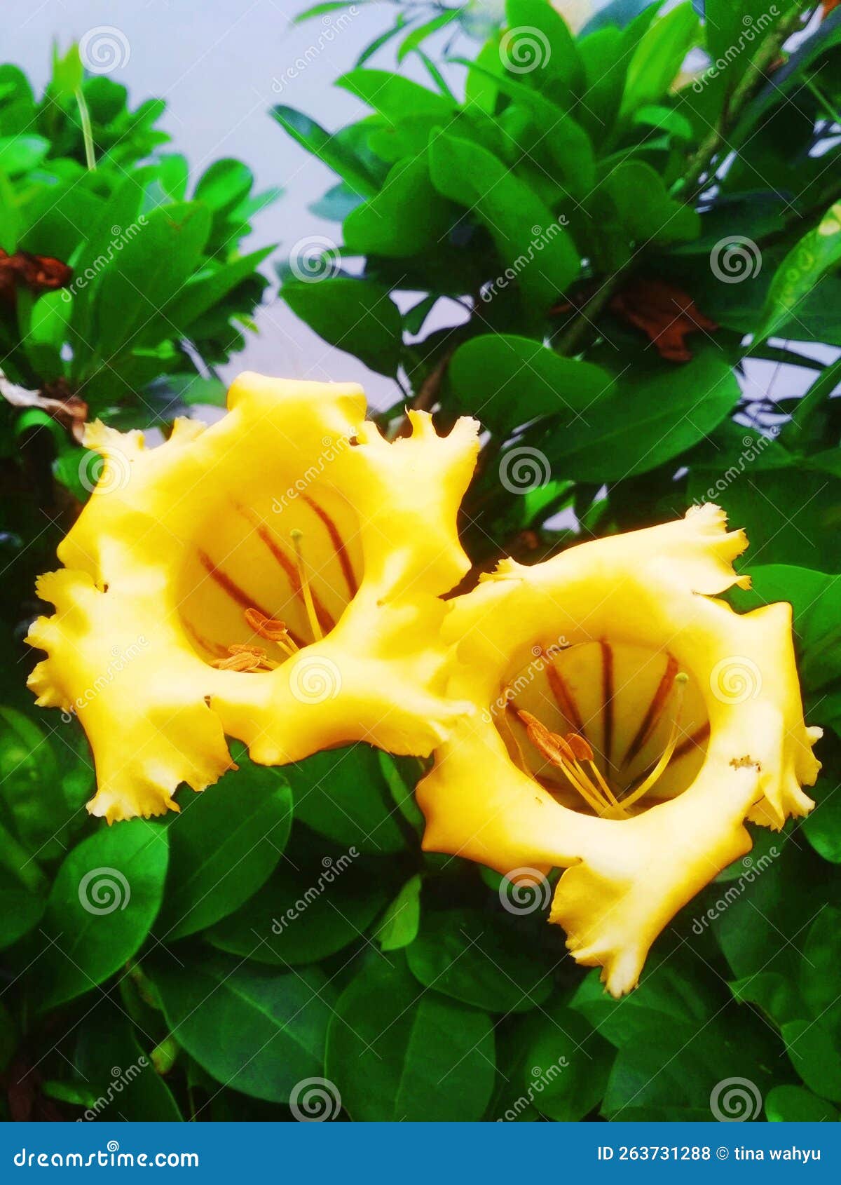 Flower Called Solandra Maxima Stock Photo - Image of maxima, flower ...