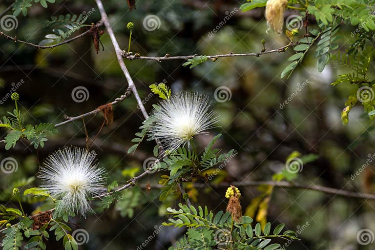 Flower of a Calliandra Haematocephala Tree Stock Photo - Image of plant ...