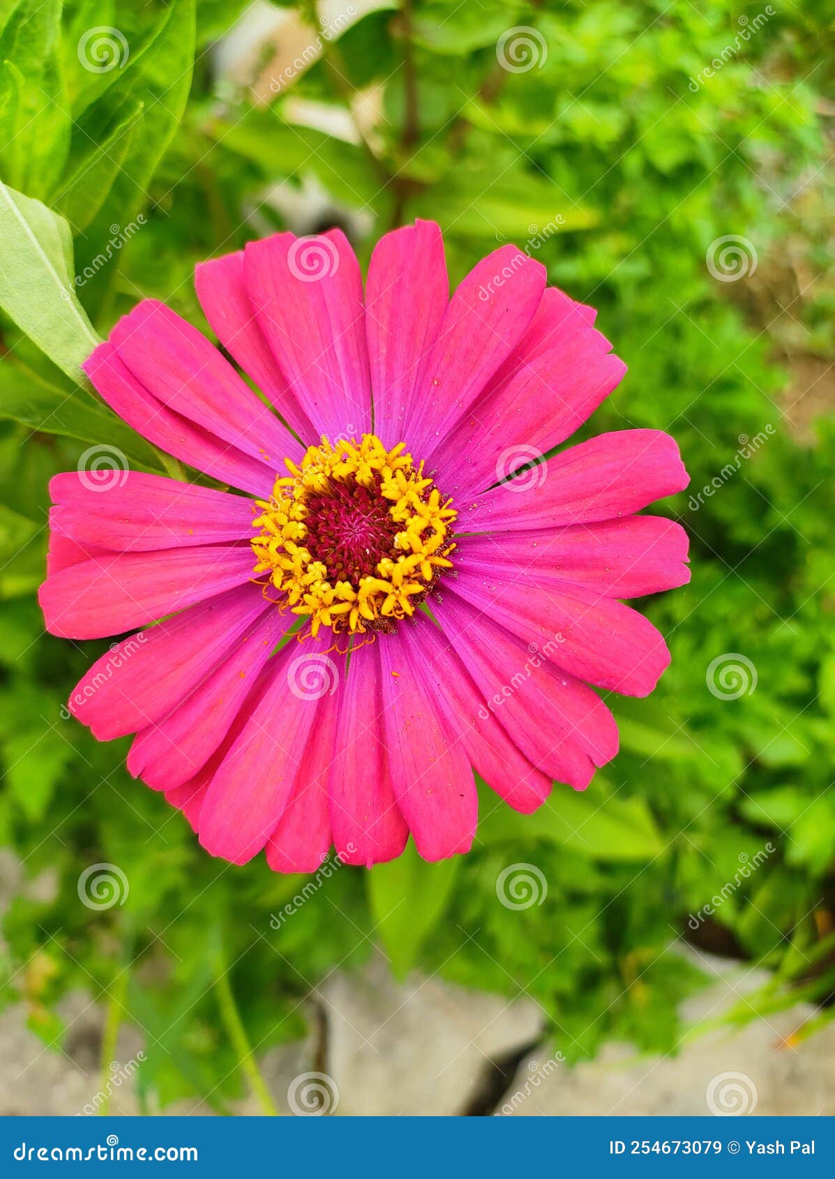 Flower calligraphy daisy stock image. Image of stay - 254673079