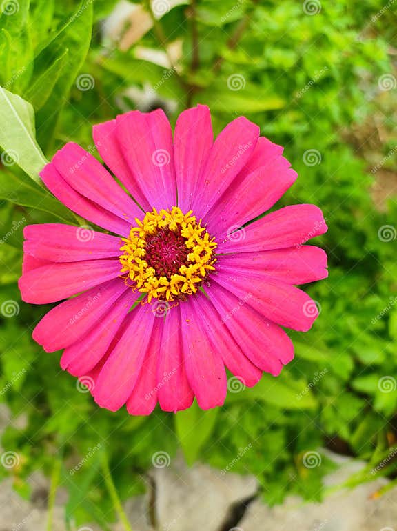 Flower calligraphy daisy stock image. Image of stay - 254673079