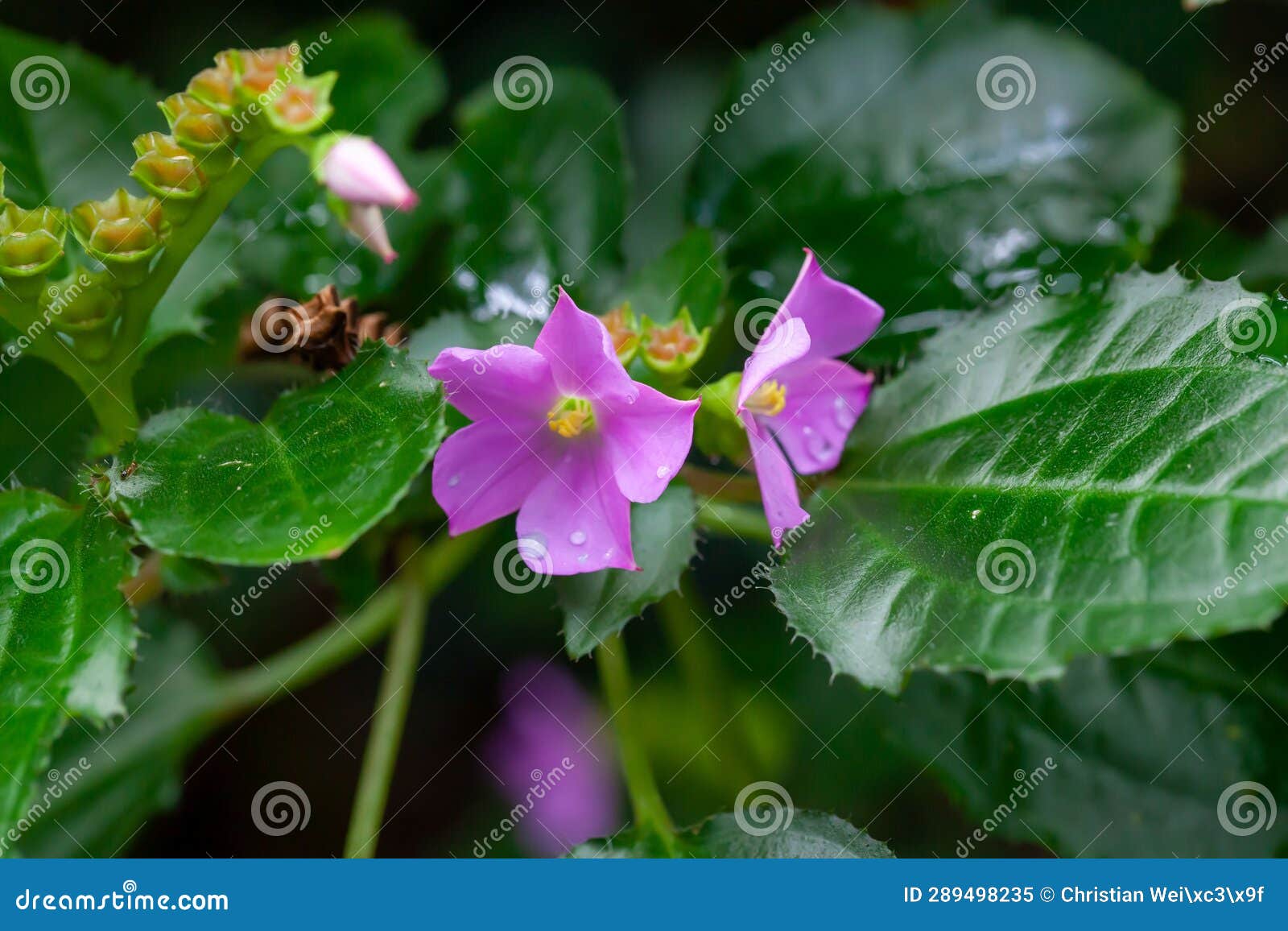 Flower of Calvoa Orientalis Stock Image - Image of life, abundance ...