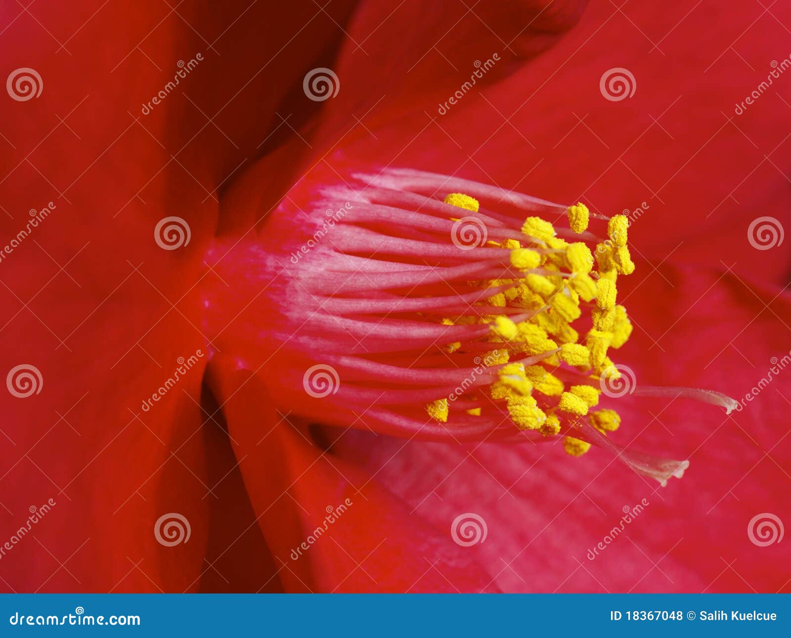 Flower Camellia stock photo. Image of vegetation, pollen - 18367048