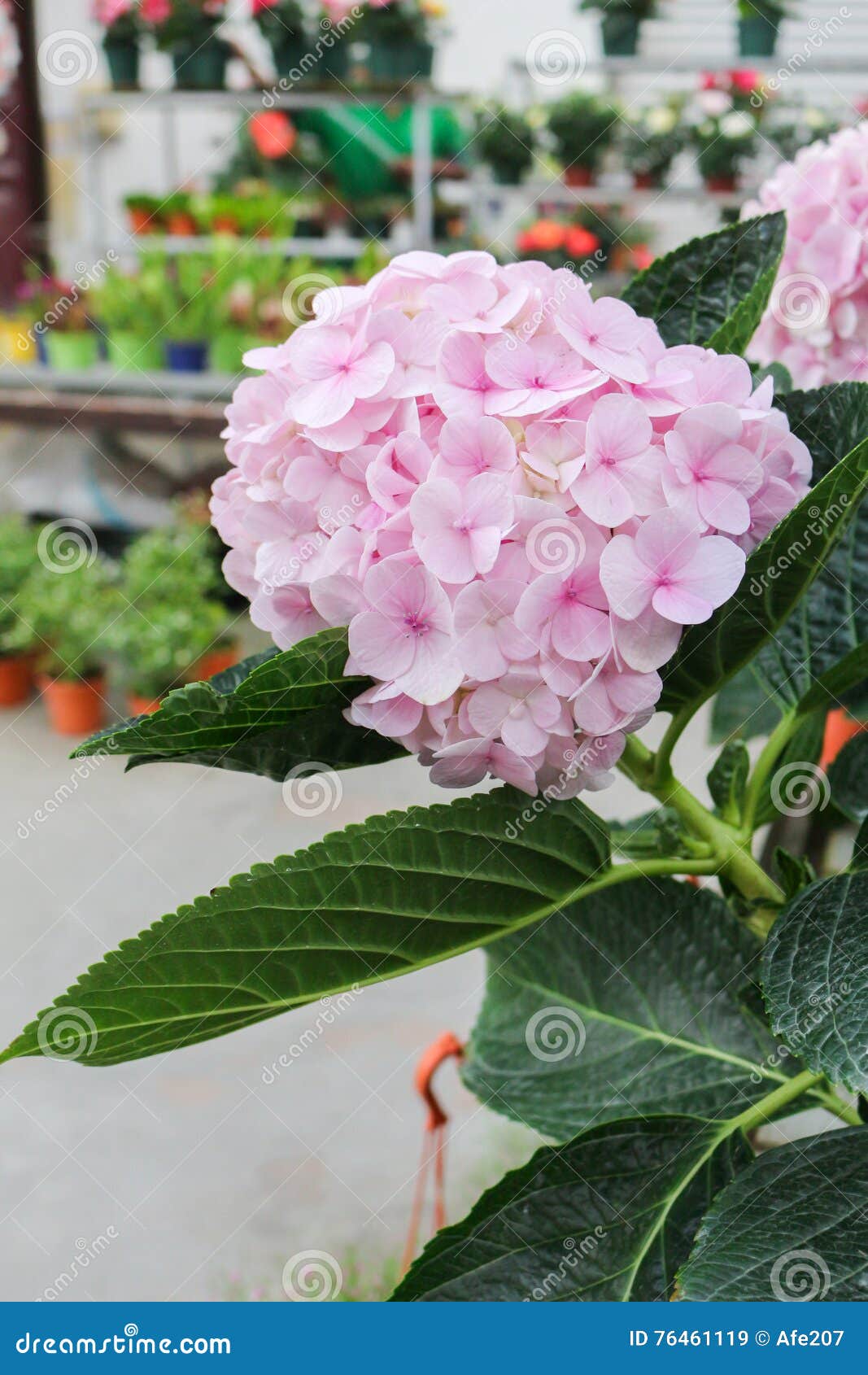 Flower in Cameron Highland, Malaysia Stock Image - Image of flowers ...