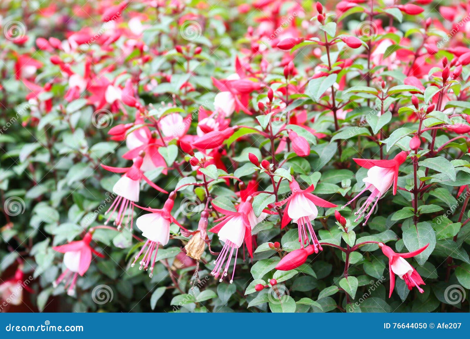 Flower in Cameron Highland, Malaysia Stock Photo - Image of flowers ...