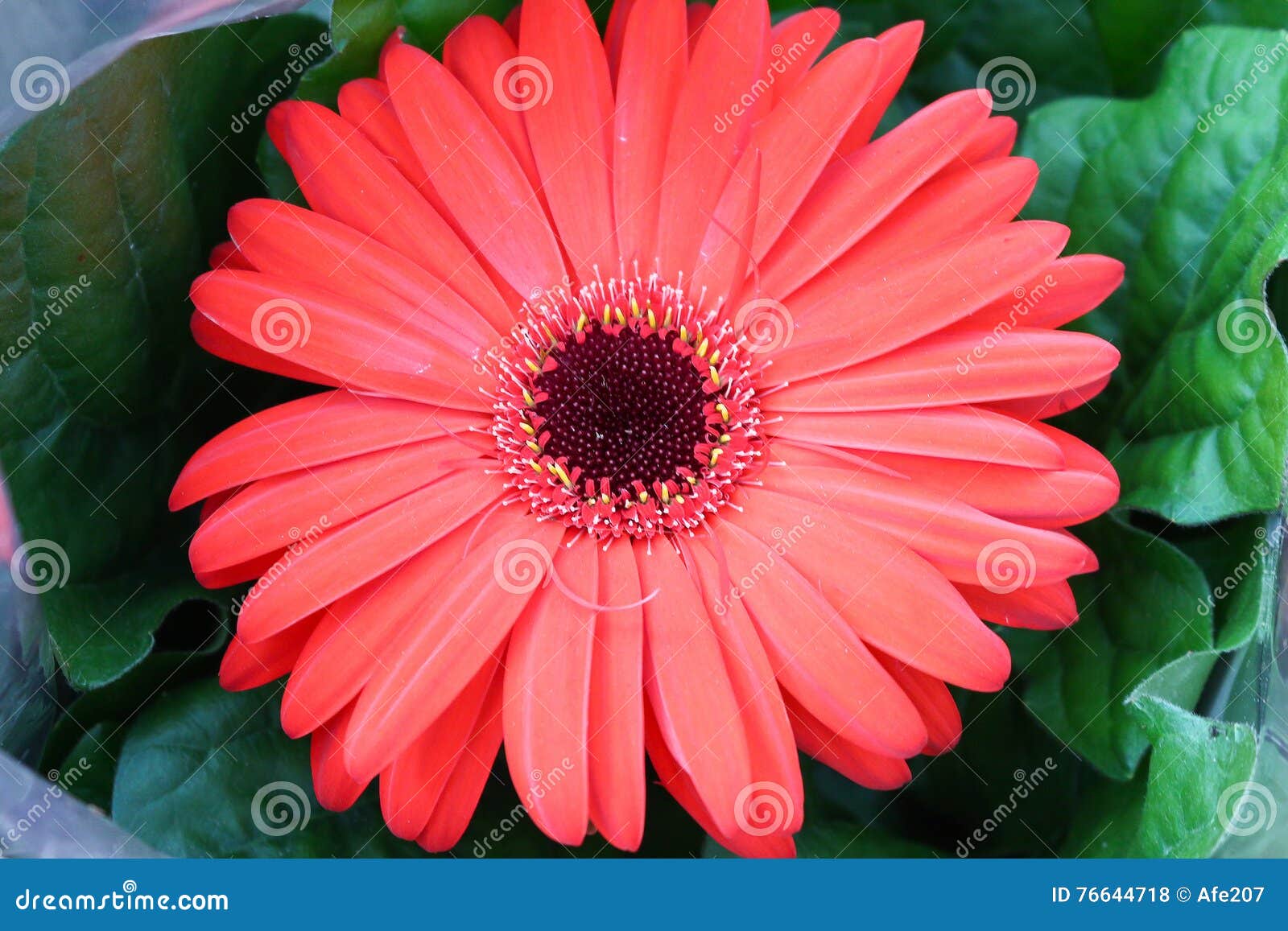 Flower in Cameron Highland, Malaysia Stock Photo - Image of garden ...