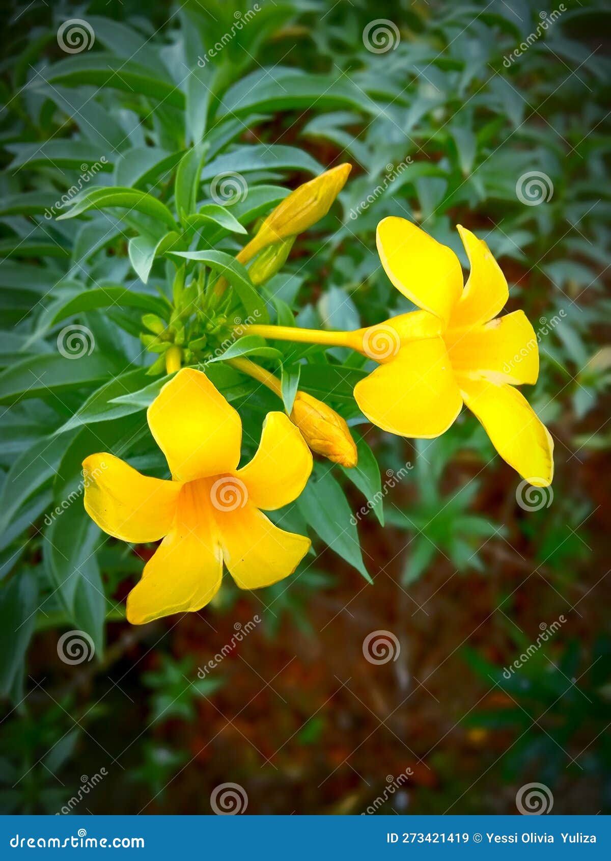 A Flower Can Be Defined by Its Unique Beauty and an Incredible Allure ...