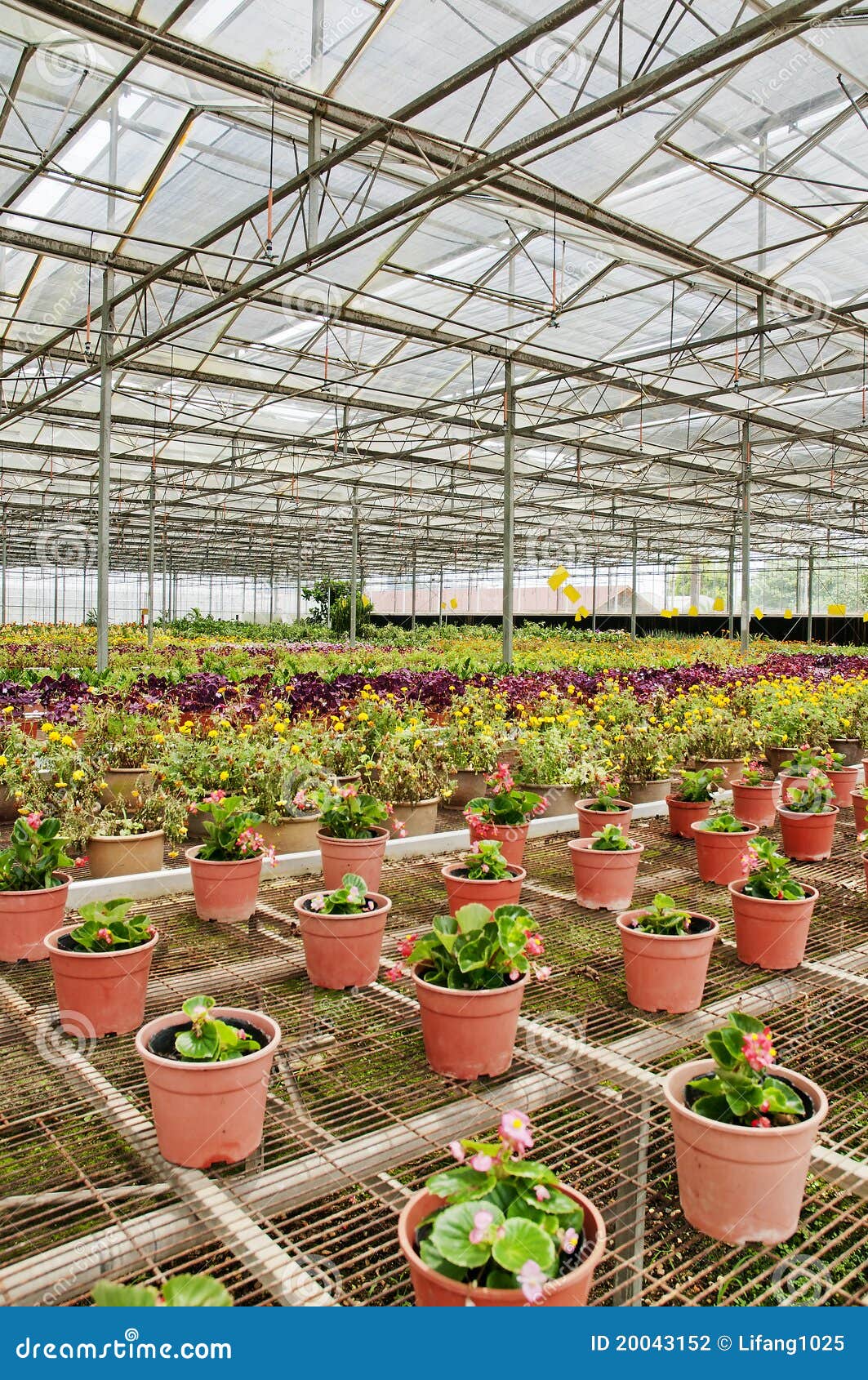 Flower in canopy stock photo. Image of escaping, long - 20043152