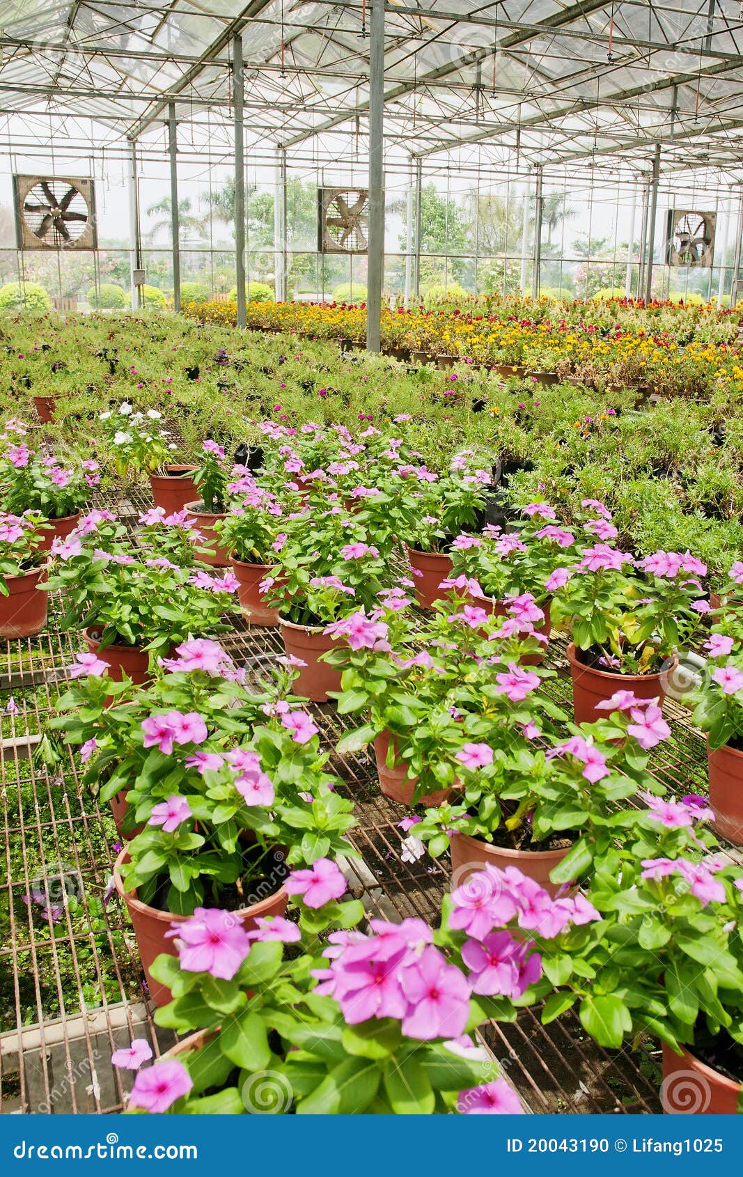 Flower in canopy stock photo. Image of nature, dimensional - 20043190