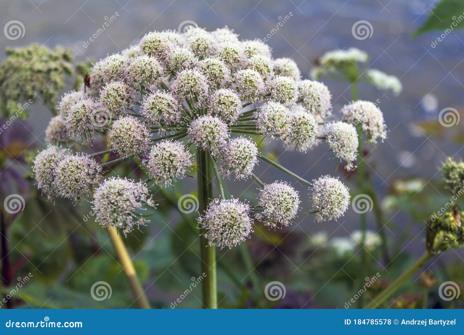 Flower Canopy of a Wild Plant Stock Photo - Image of grow, foliage ...
