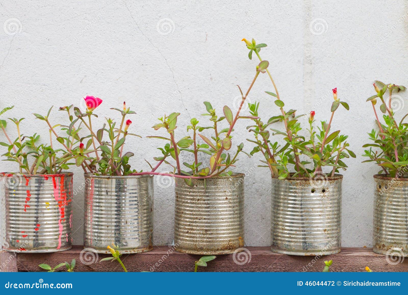 Flower in Cans stock photo. Image of floral, cans, green - 46044472