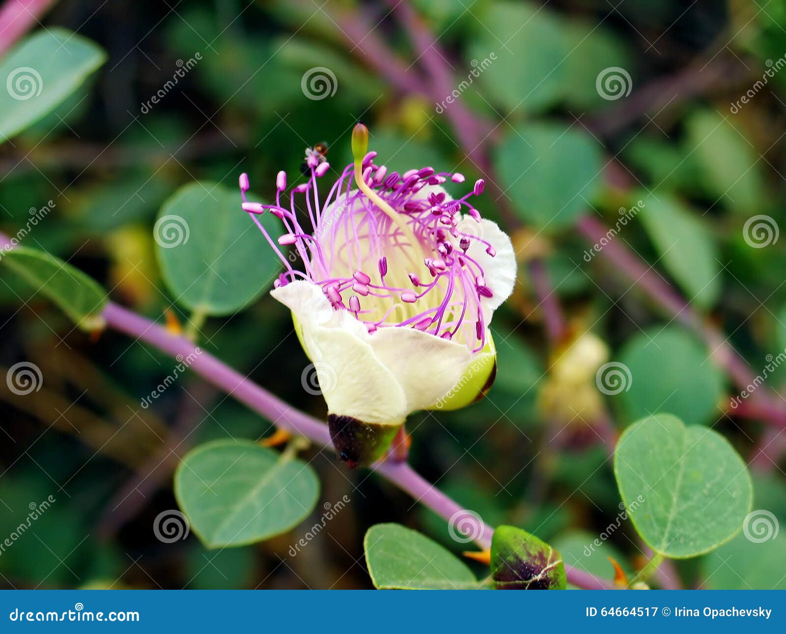 Flower Caper (lat. Capparis Spinosa) Stock Image - Image of branch ...
