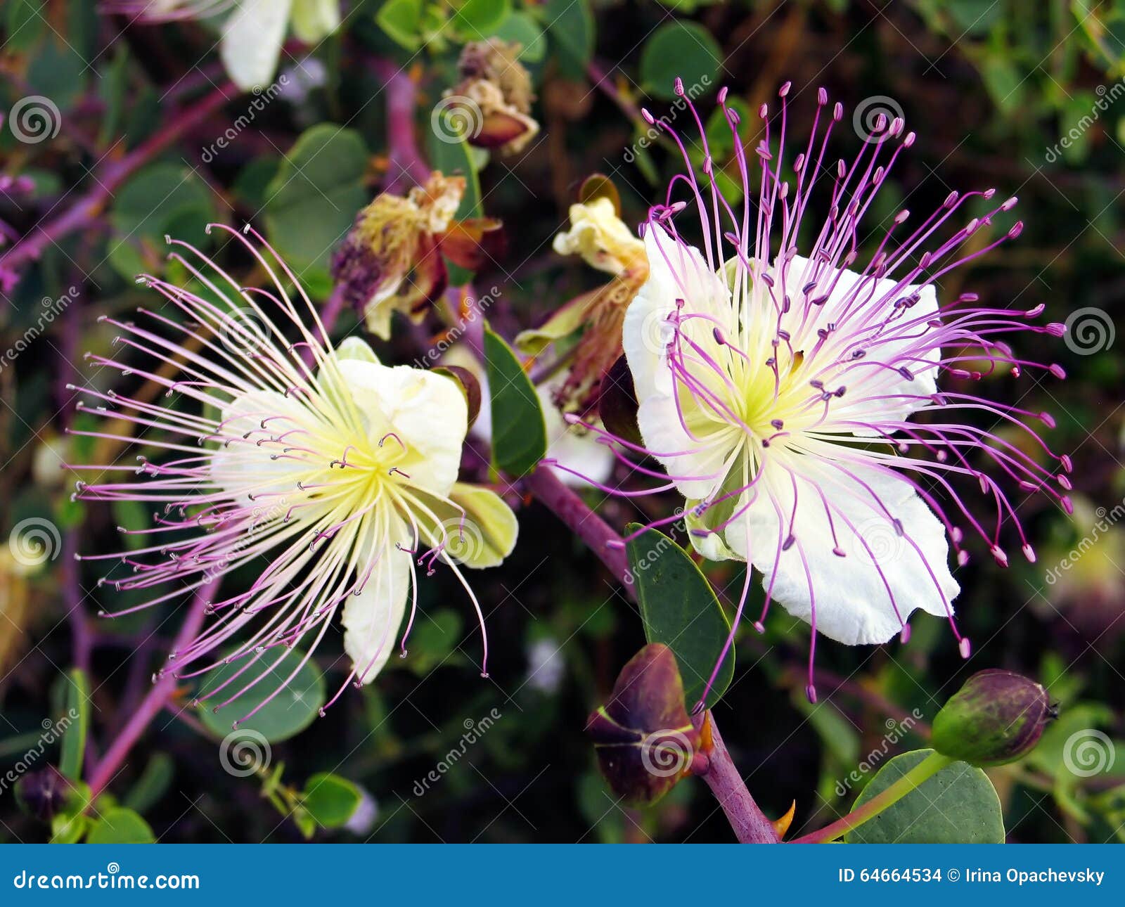 Flower Caper (lat. Capparis Spinosa) Stock Photo - Image of pistil ...