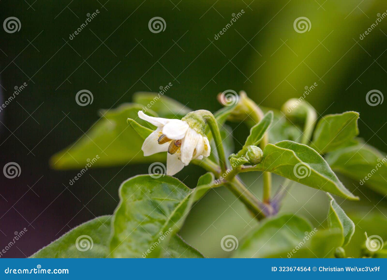 Flower of a Capsicum Baccatum Plant Stock Photo - Image of farm, ripe ...