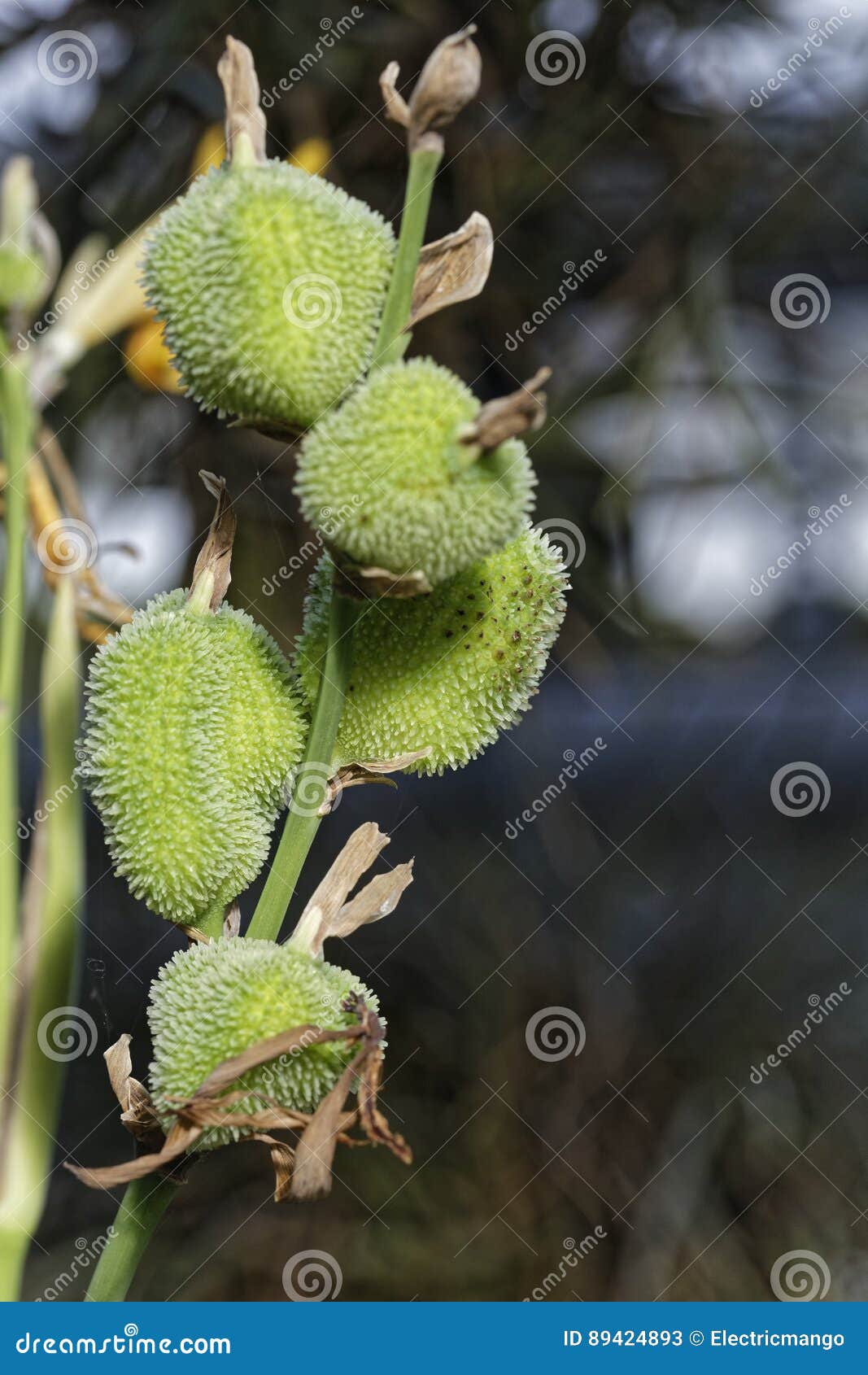 Flower capsules stock image. Image of botanical, bouquet - 89424893
