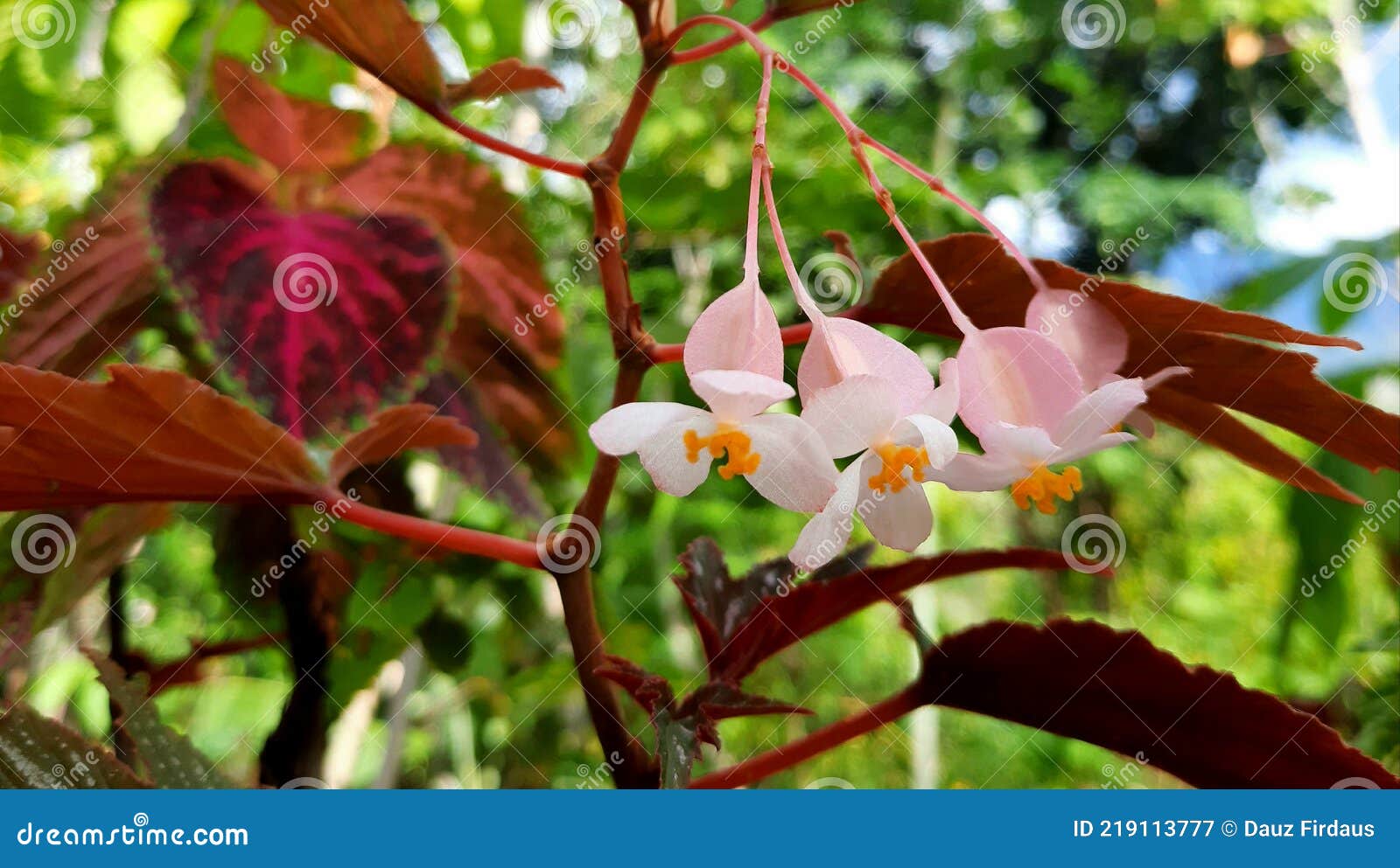 The Flower Capture with in Forest Stock Image - Image of flower, petal ...