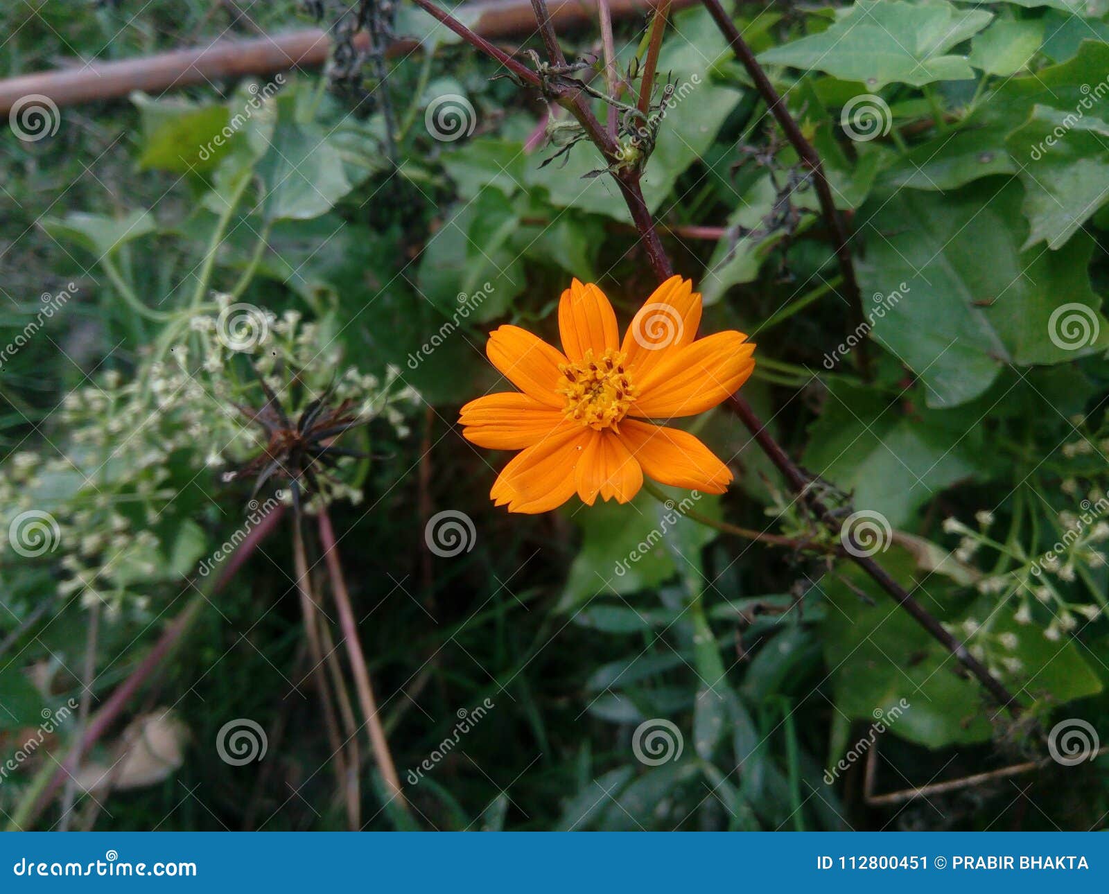 Ghhff Stock Photos - Free & Royalty-Free Stock Photos from Dreamstime