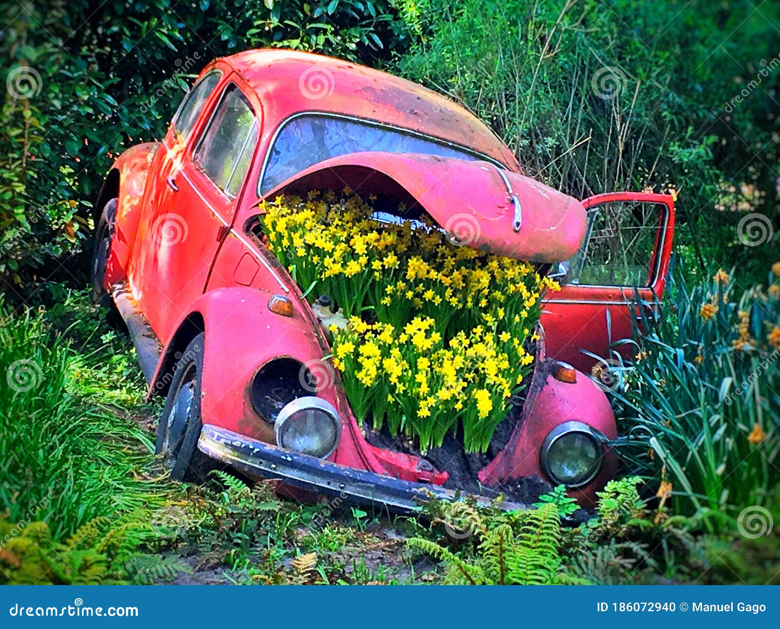Flower Car Crash stock photo. Image of crash, beetle - 186072940