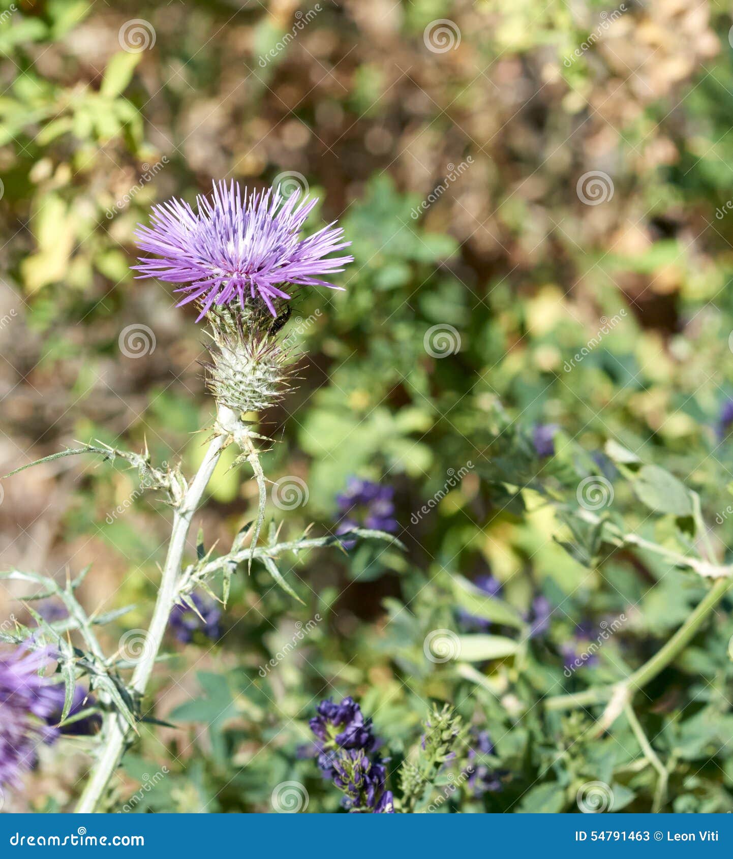 Flower of cardus stock image. Image of delicate, cardus - 54791463