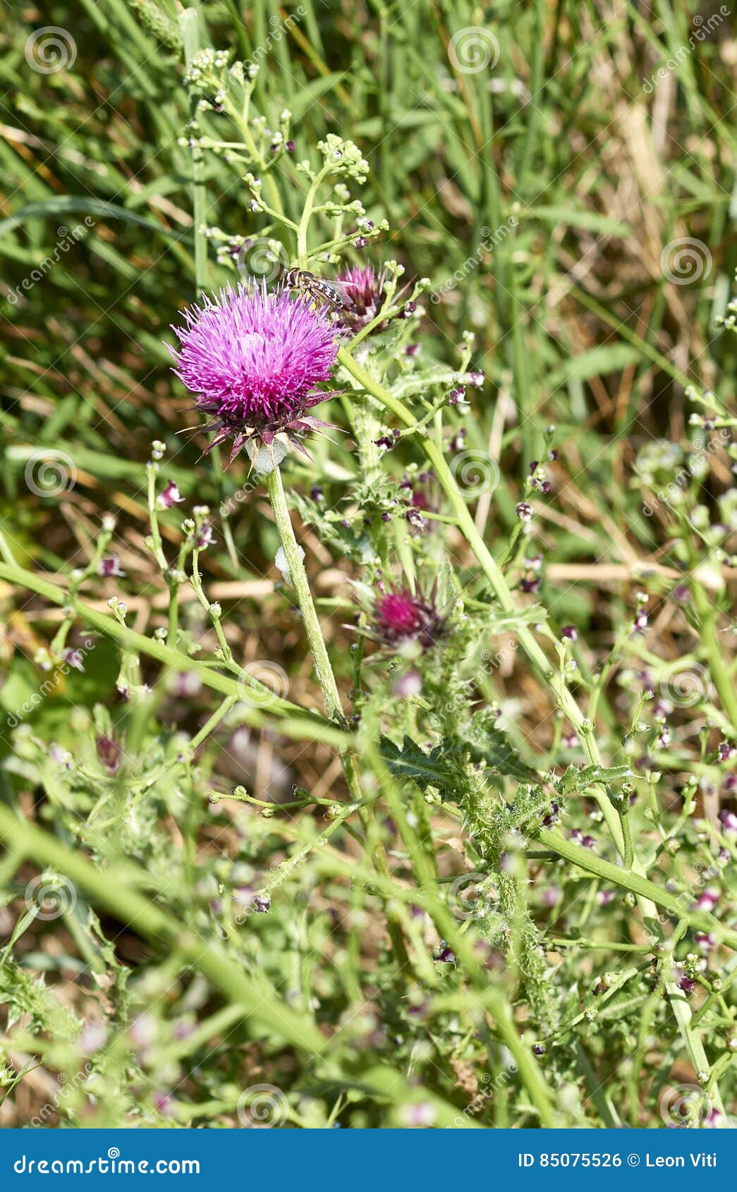 Flower of cardus stock photo. Image of leaf, beautiful - 85075526