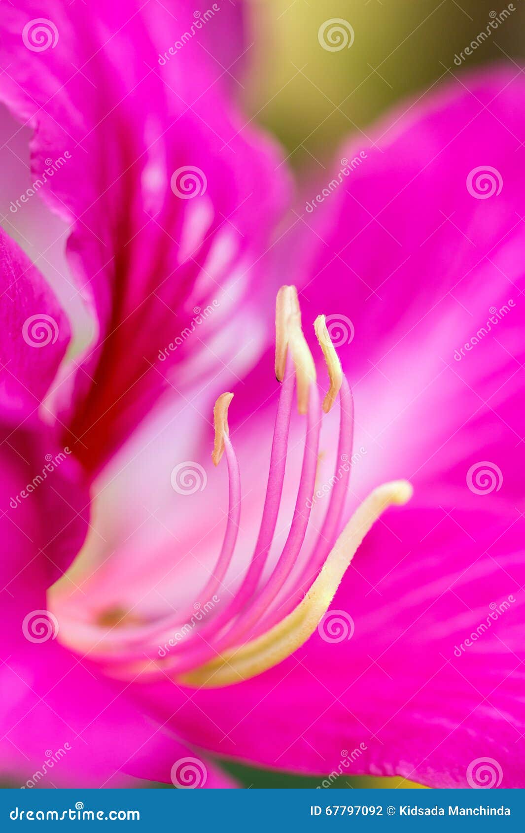 Flower carpel close up stock photo. Image of carpel, pink - 67797092