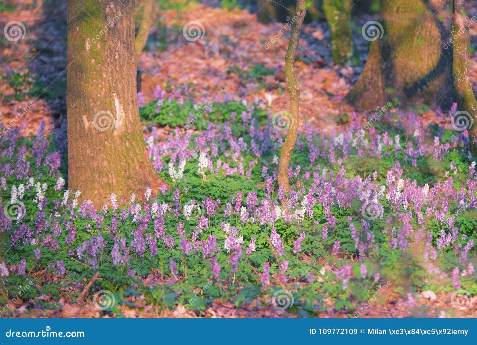 Flower carpet stock image. Image of carpet, landscape - 109772109