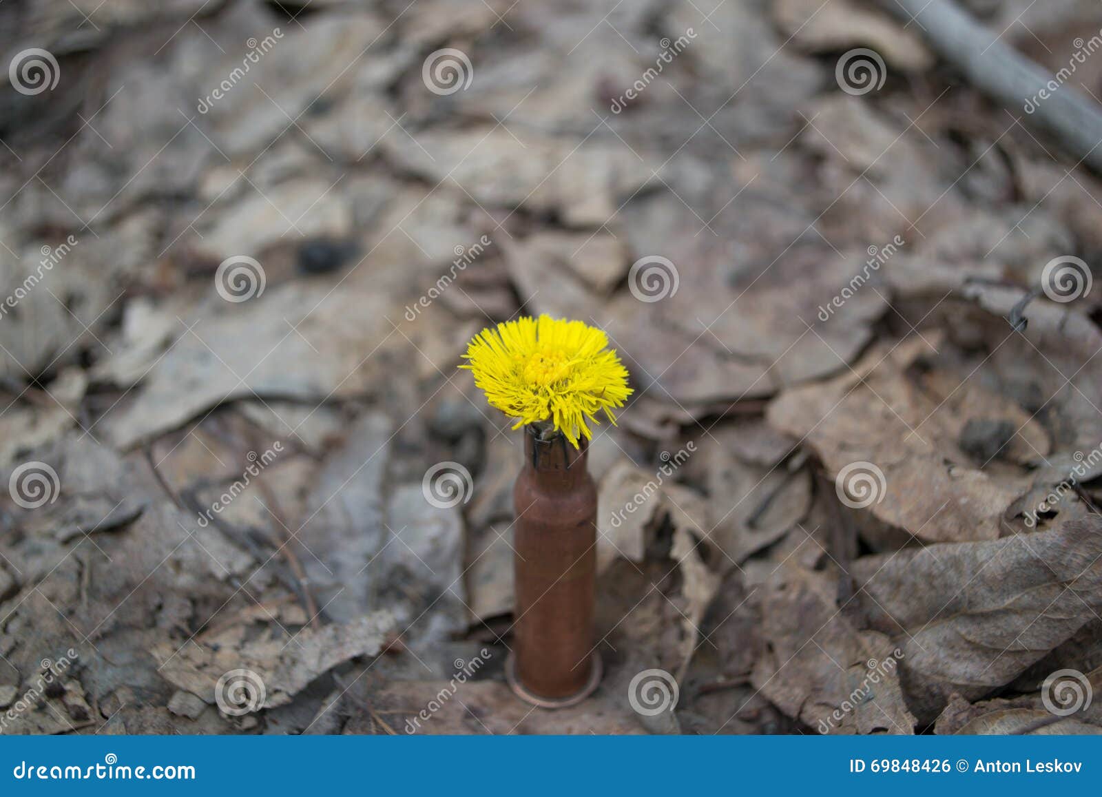 Flower in cartridge-case stock photo. Image of floral - 69848426