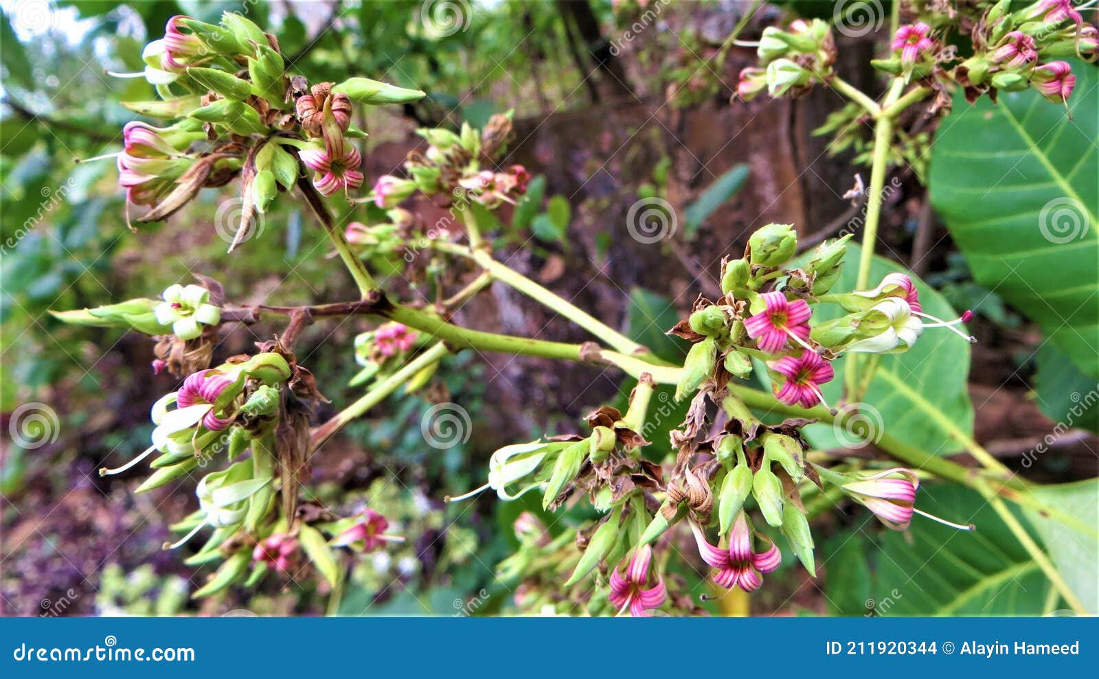 Flower in Cashew and Cashew Tree Stock Photo - Image of white, bloom ...
