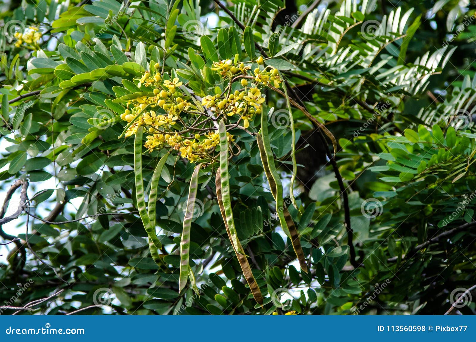 Flower of Cassia Tree stock photo. Image of nice, blossom - 113560598