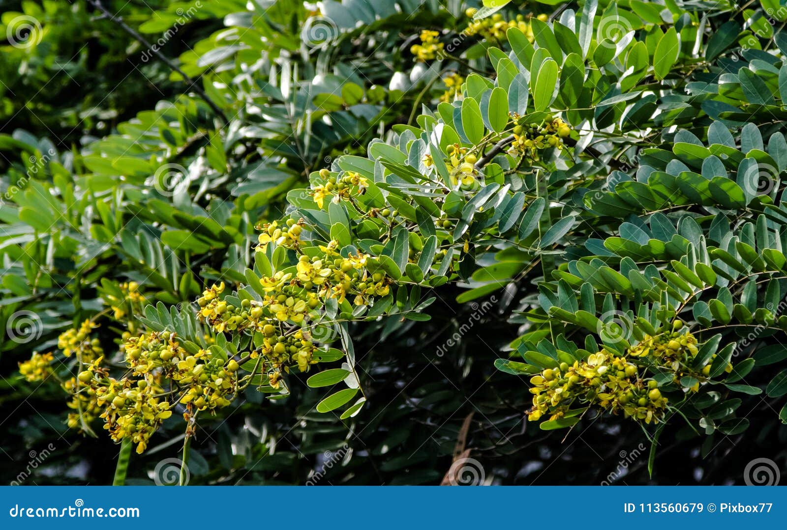 Flower of Cassia Tree stock image. Image of herbs, nature - 113560679